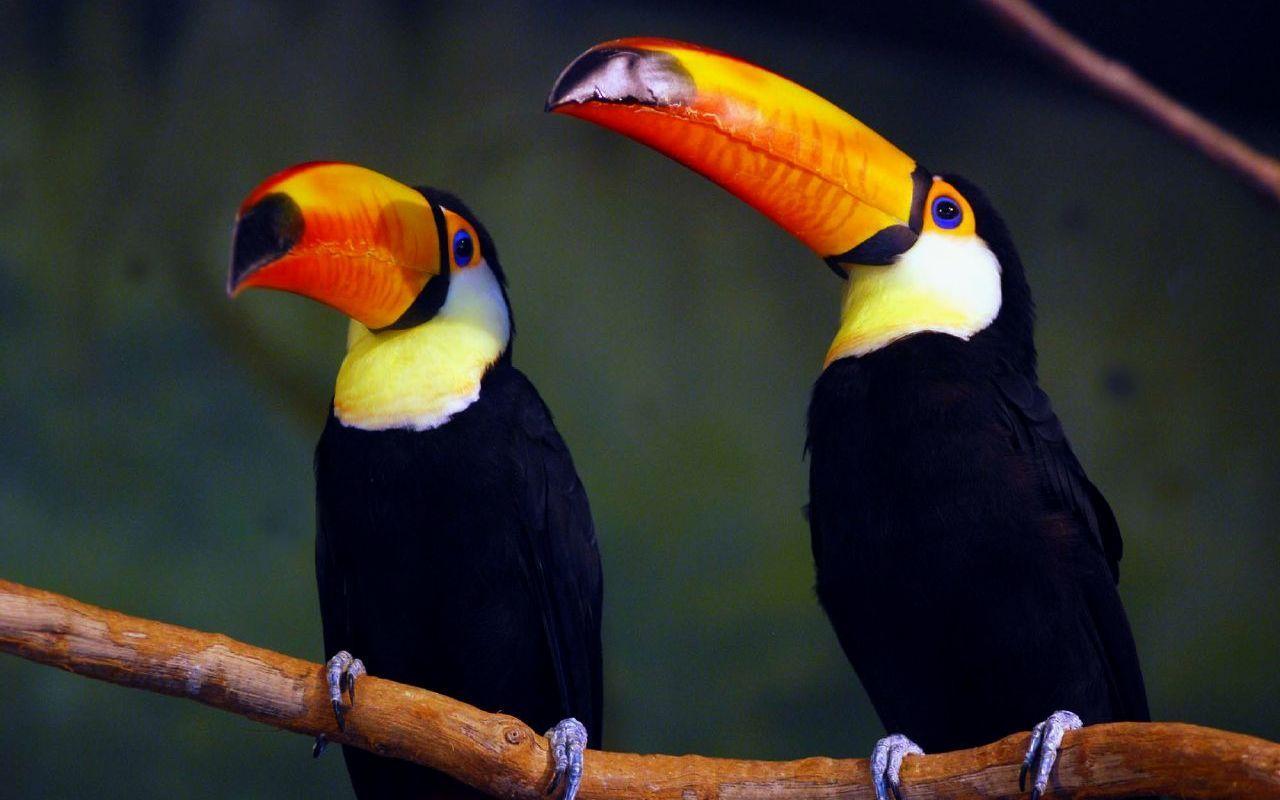 Toco Toucan Wallpapers - Top Free Toco Toucan Backgrounds - WallpaperAccess