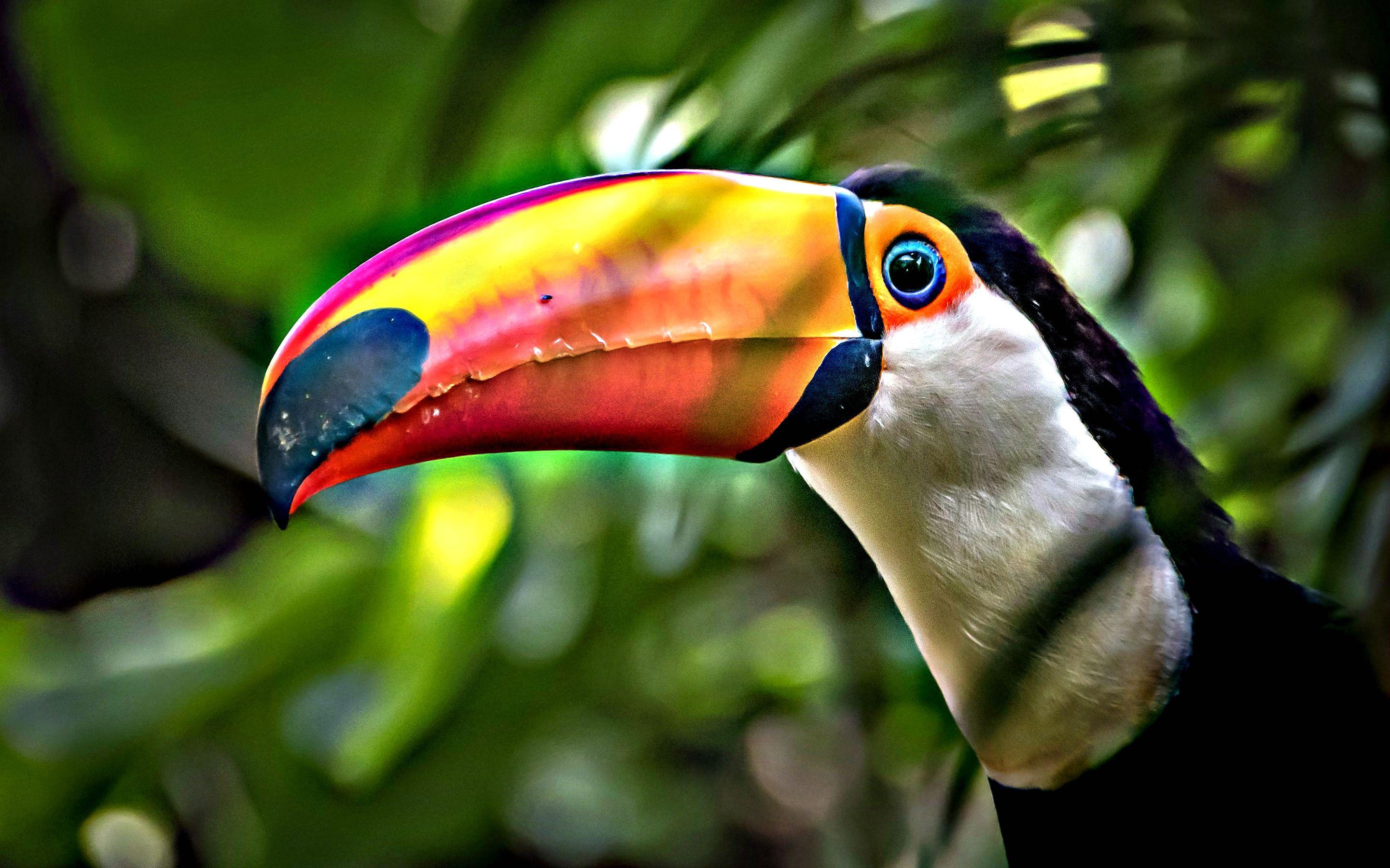 Toco Toucan Wallpapers - Top Free Toco Toucan Backgrounds - WallpaperAccess