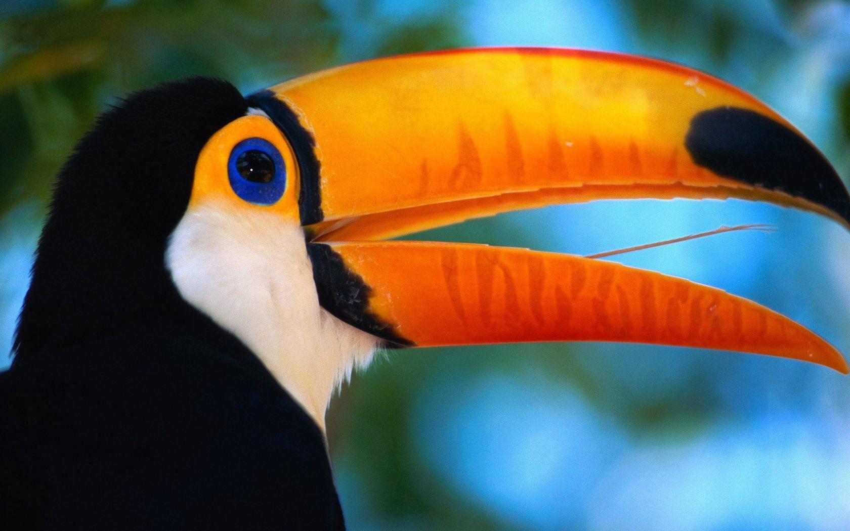 Toco Toucan Wallpapers - Top Free Toco Toucan Backgrounds - WallpaperAccess