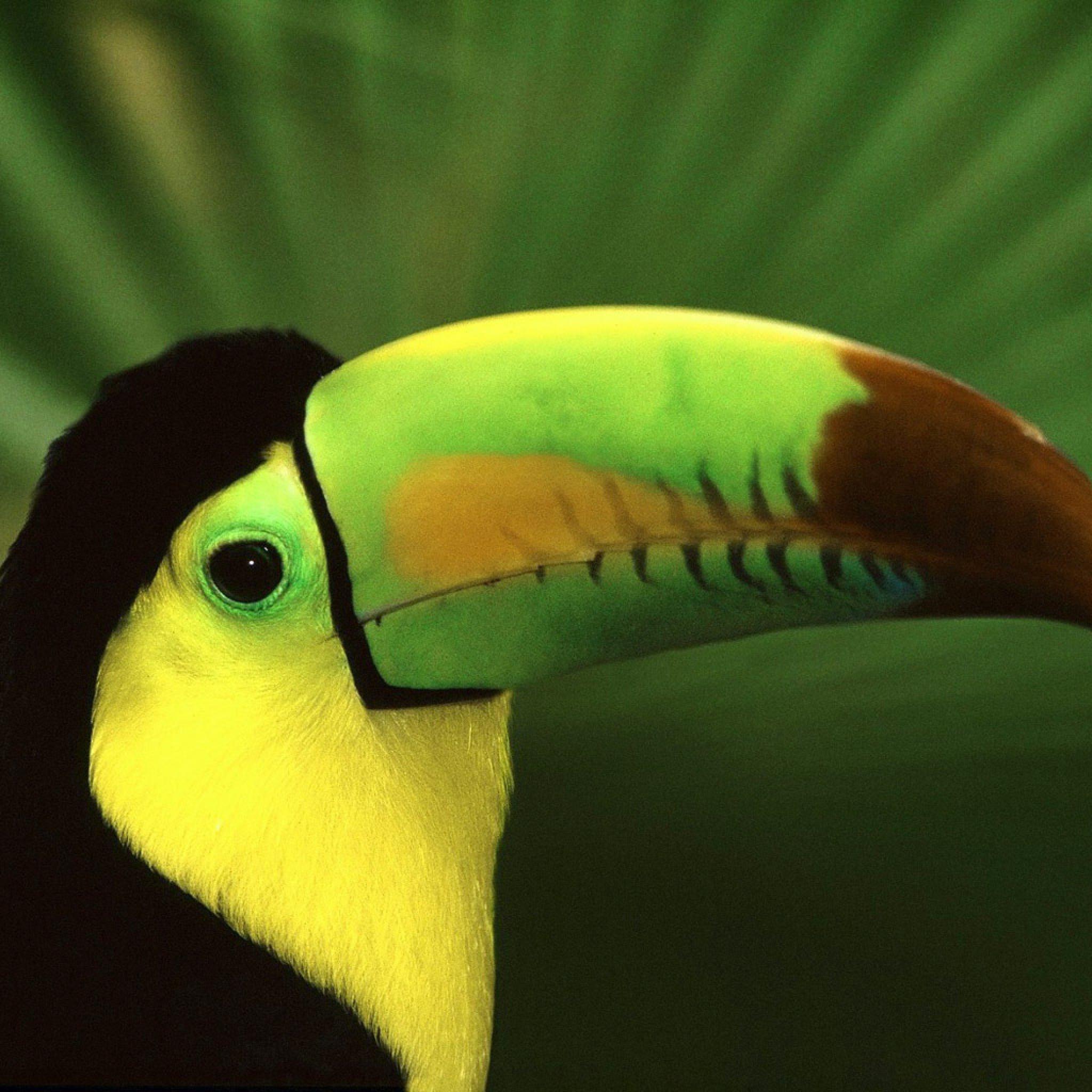 Toco Toucan Wallpapers - Top Free Toco Toucan Backgrounds - WallpaperAccess