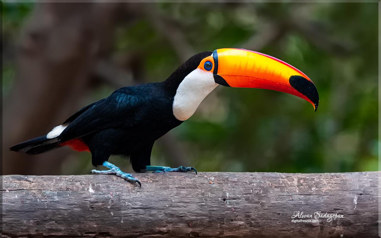 Toco Toucan Wallpapers - Top Free Toco Toucan Backgrounds - WallpaperAccess