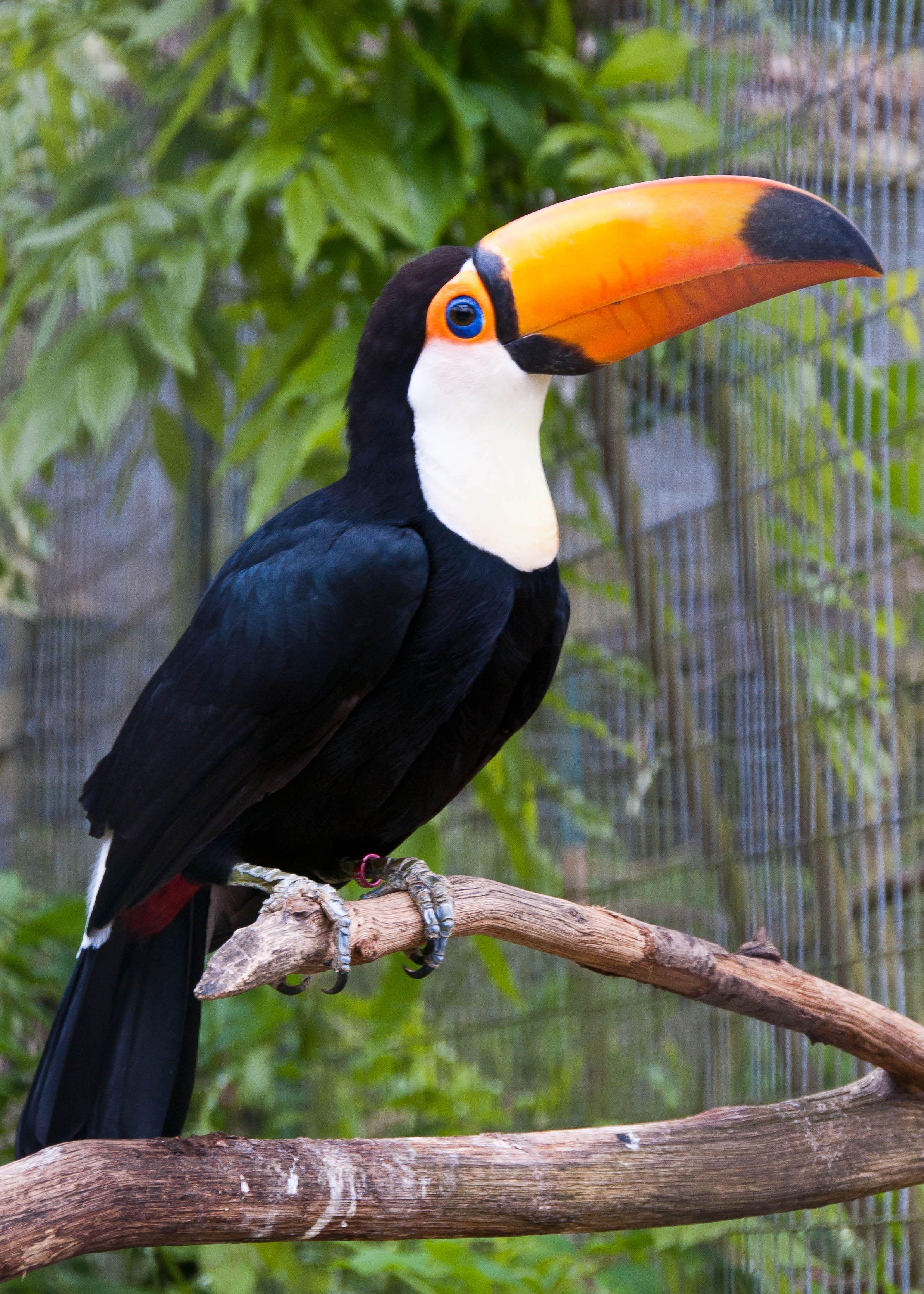 Toco Toucan Wallpapers - Top Free Toco Toucan Backgrounds - WallpaperAccess