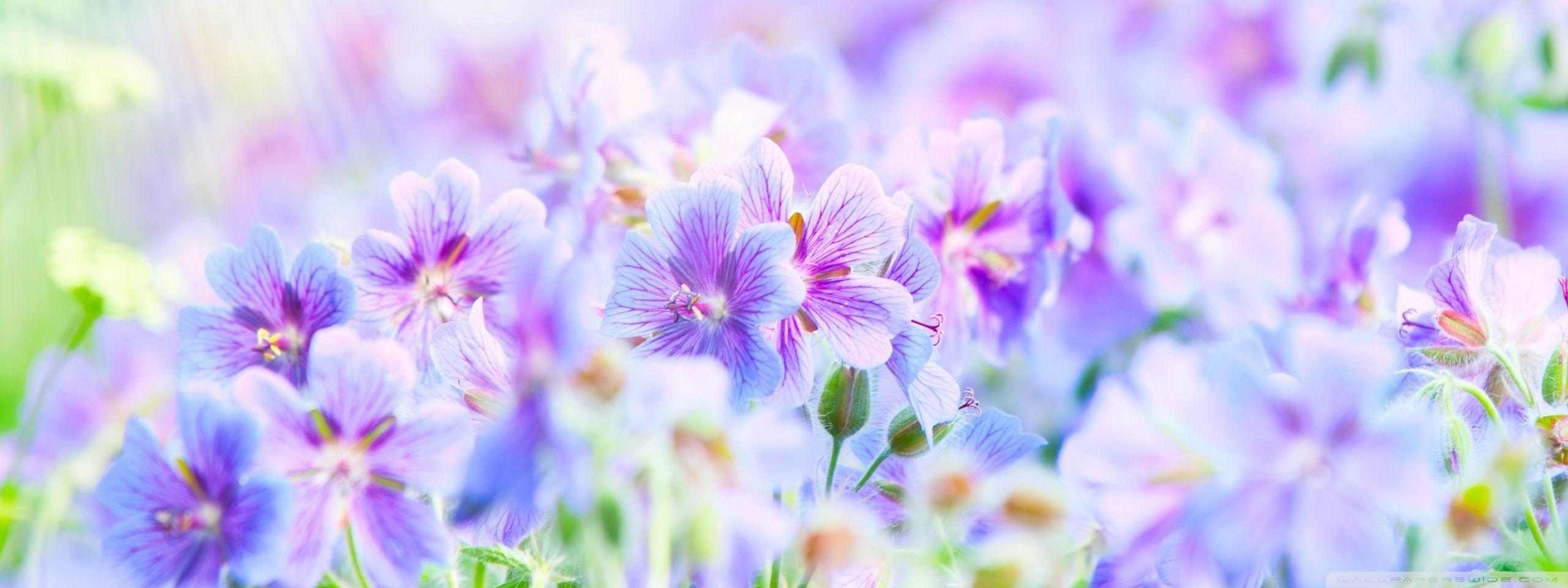 Flower Dual Screen Wallpapers - Top Free Flower Dual Screen Backgrounds ...