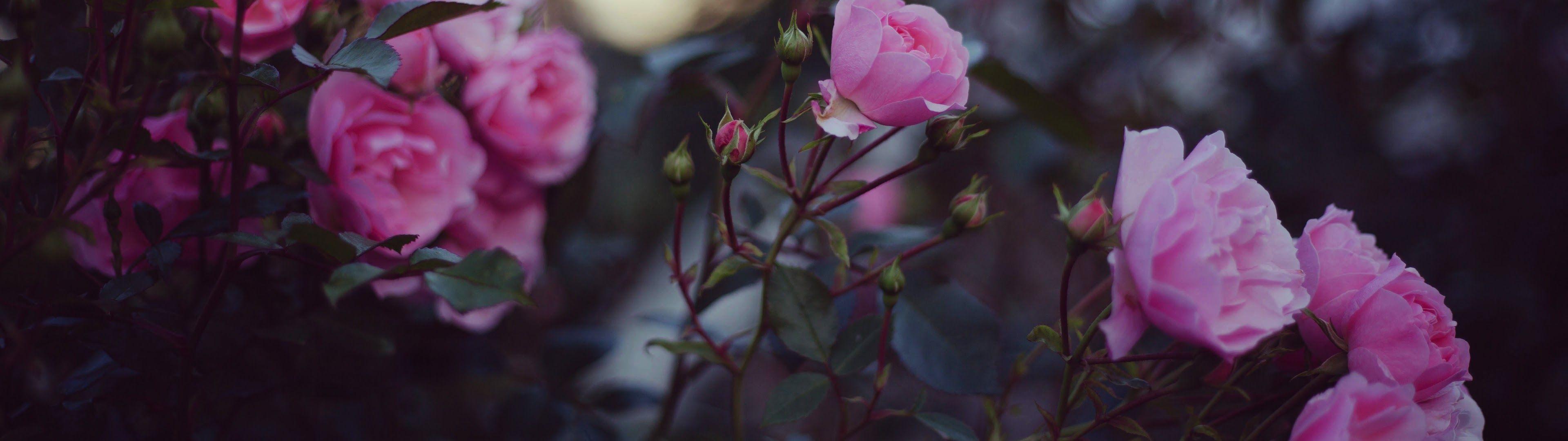 Flower Dual Screen Wallpapers - Top Free Flower Dual Screen Backgrounds ...