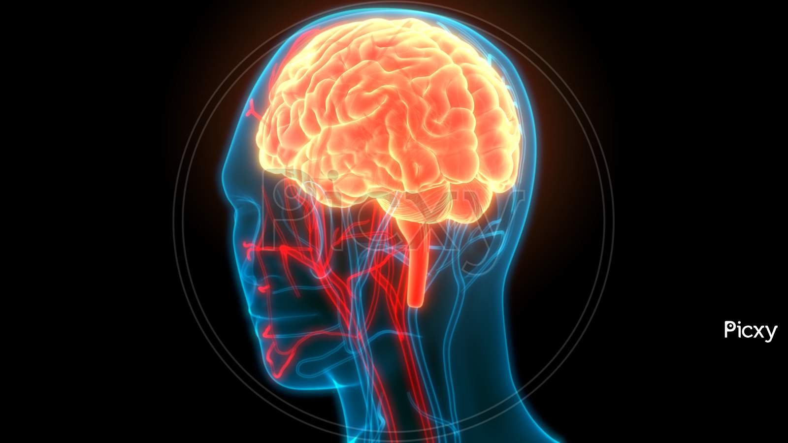 Nervous System Wallpapers - Top Free Nervous System Backgrounds ...