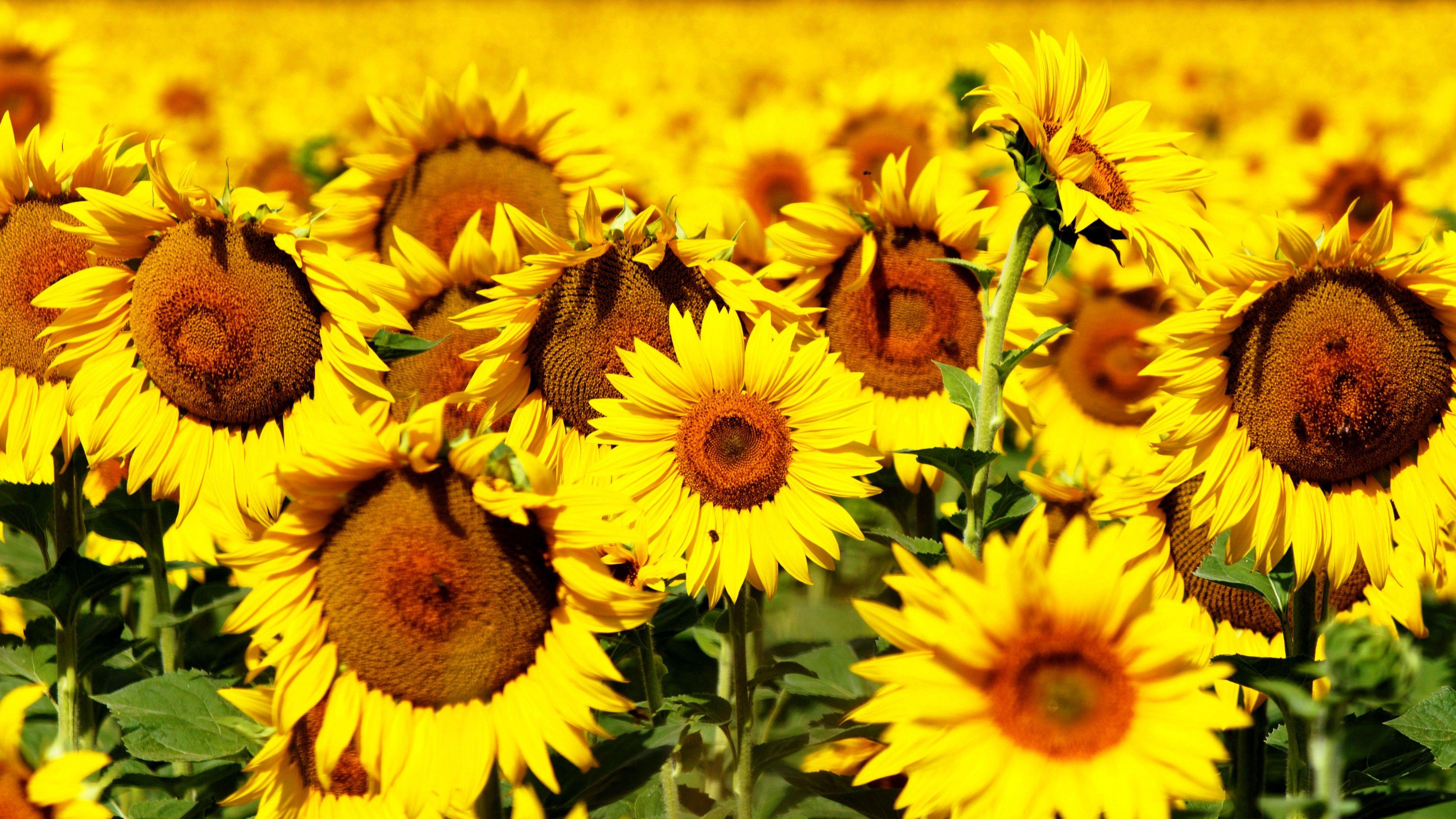 Sunflower 4k Wallpapers - Top Free Sunflower 4k Backgrounds ...