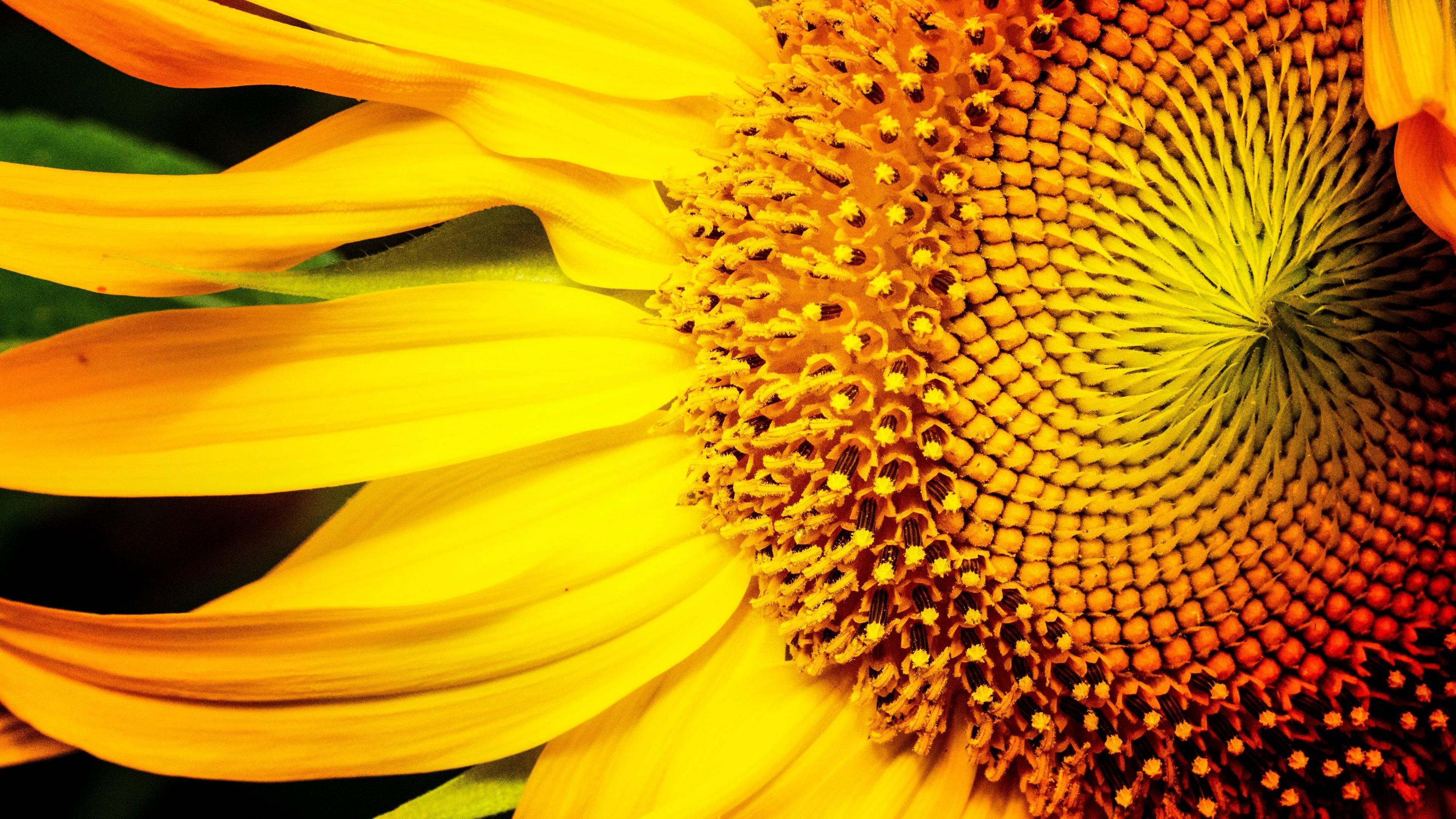 Sunflower 4k Wallpapers - Top Free Sunflower 4k Backgrounds ...