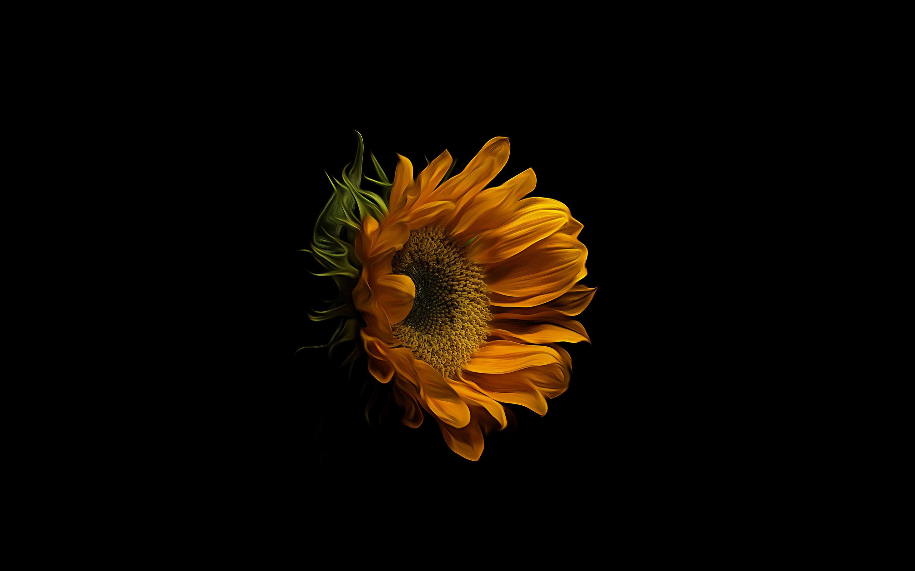 Sunflower 4k Wallpapers - Top Free Sunflower 4k Backgrounds ...