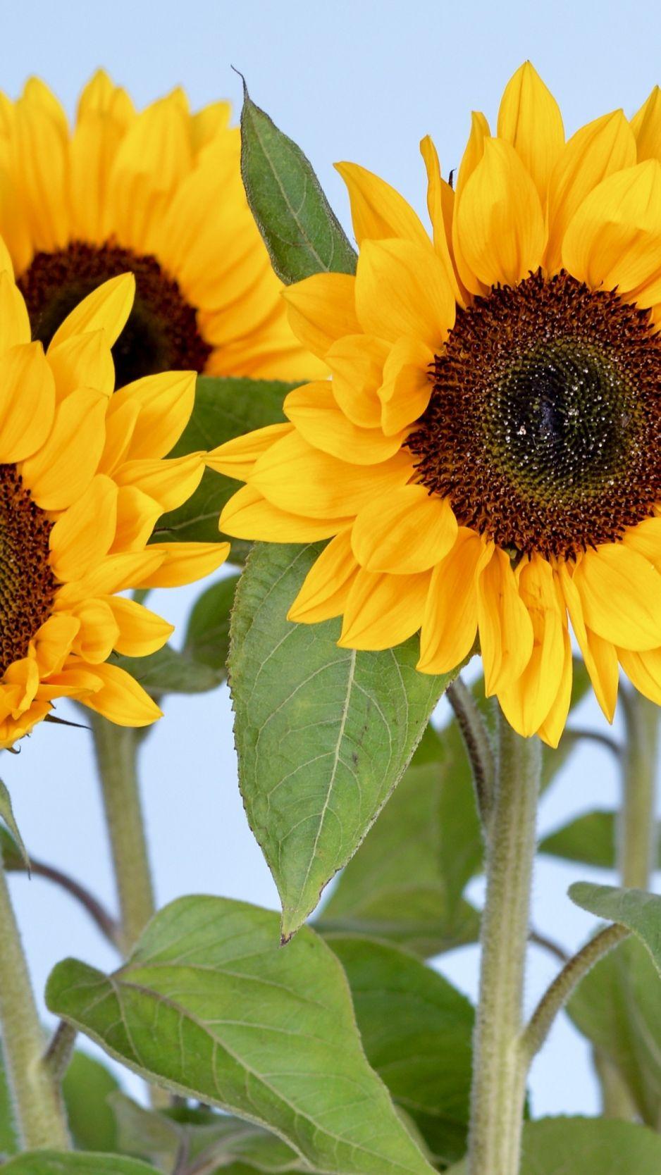 Sunflower 4k Wallpapers - Top Free Sunflower 4k Backgrounds ...