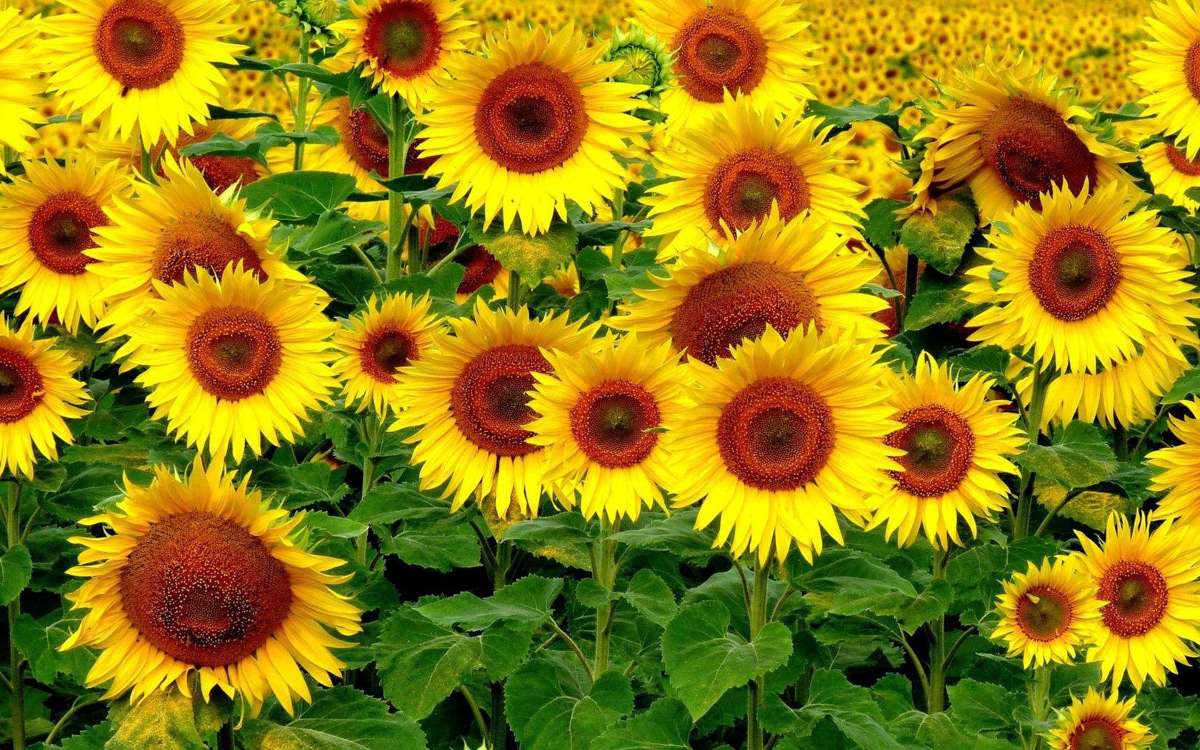 Sunflower 4k Wallpapers - Top Free Sunflower 4k Backgrounds ...