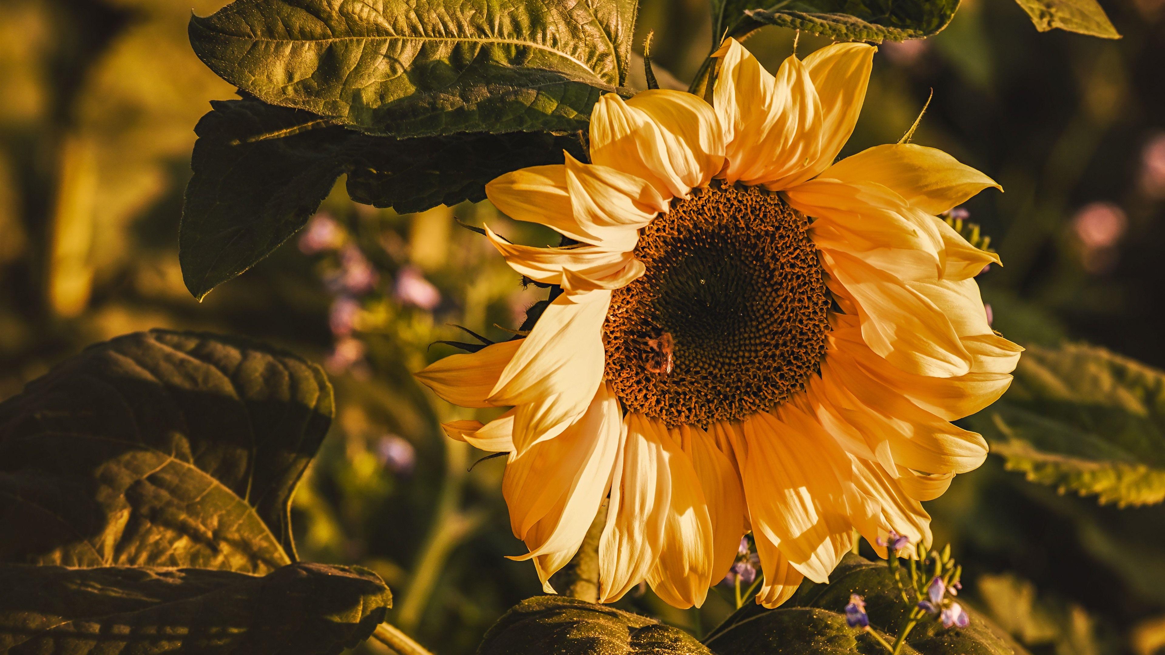 Sunflower 4k Wallpapers - Top Free Sunflower 4k Backgrounds ...