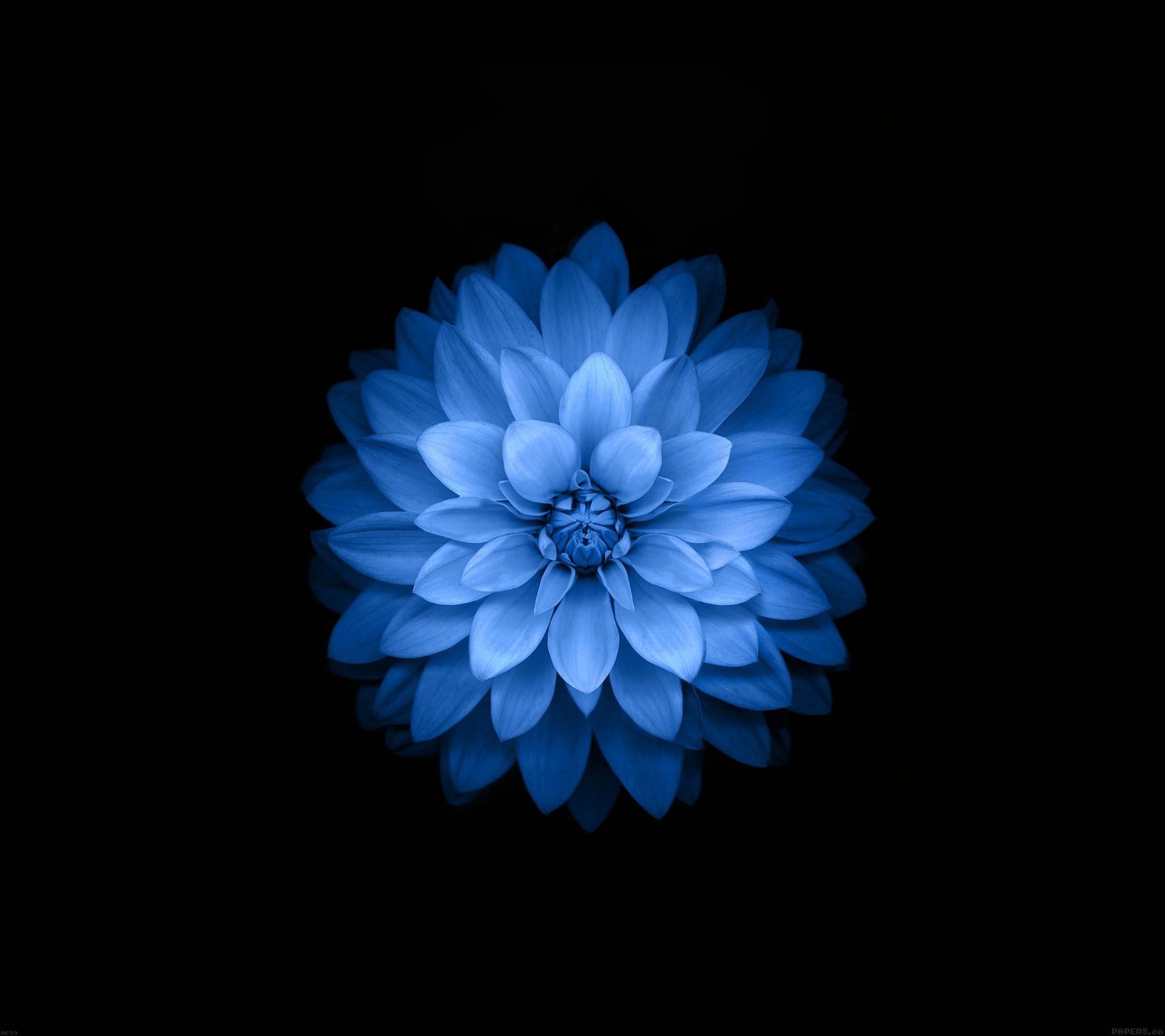 Blue Abstract Flower Wallpapers - Top Free Blue Abstract Flower ...