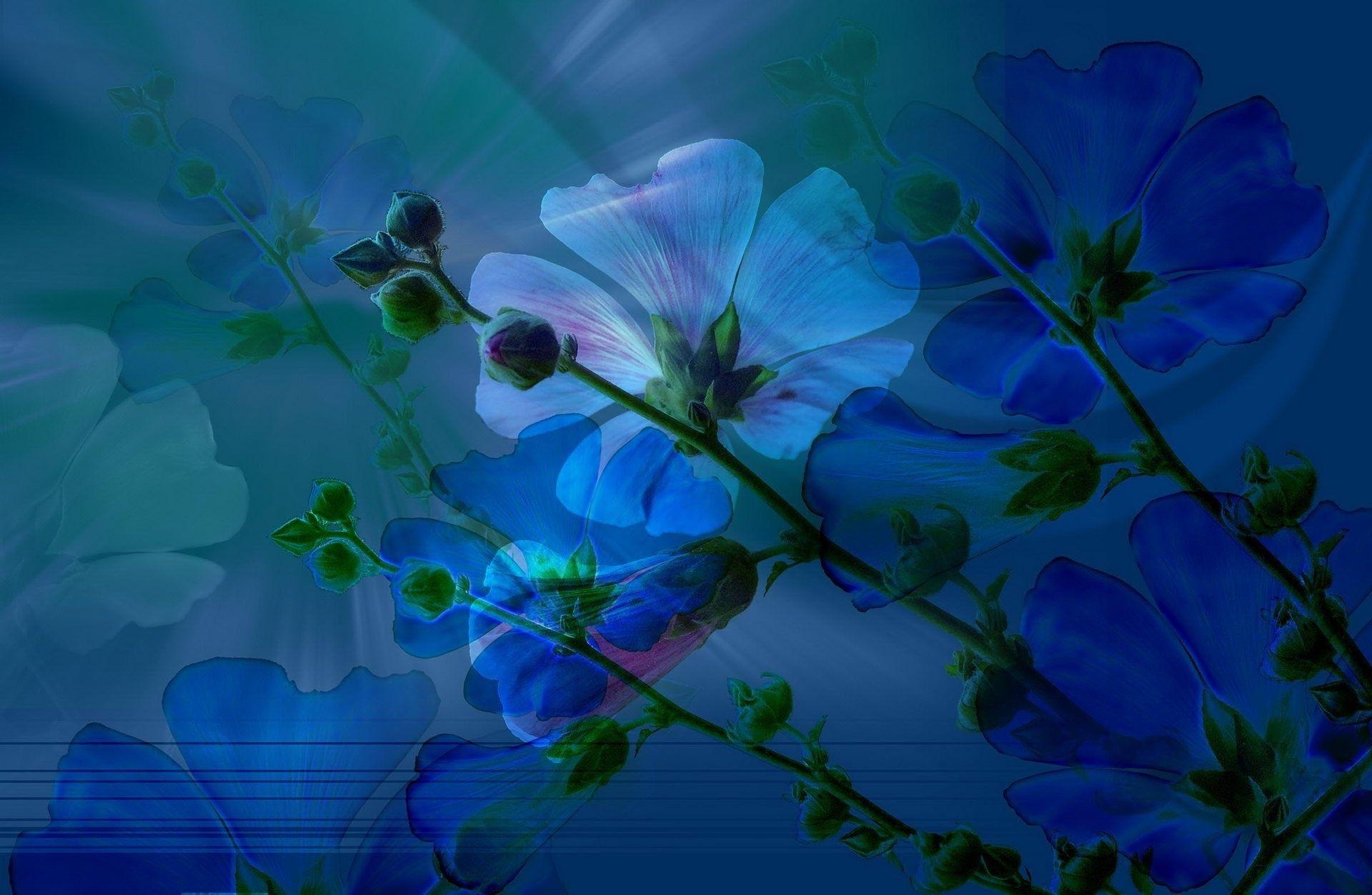 Blue Abstract Flower Wallpapers - Top Free Blue Abstract Flower ...