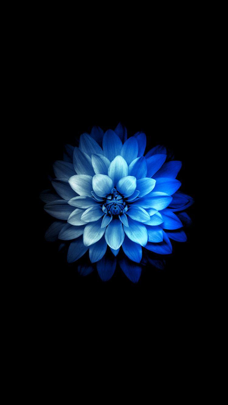 Blue Abstract Flower Wallpapers - Top Free Blue Abstract Flower ...