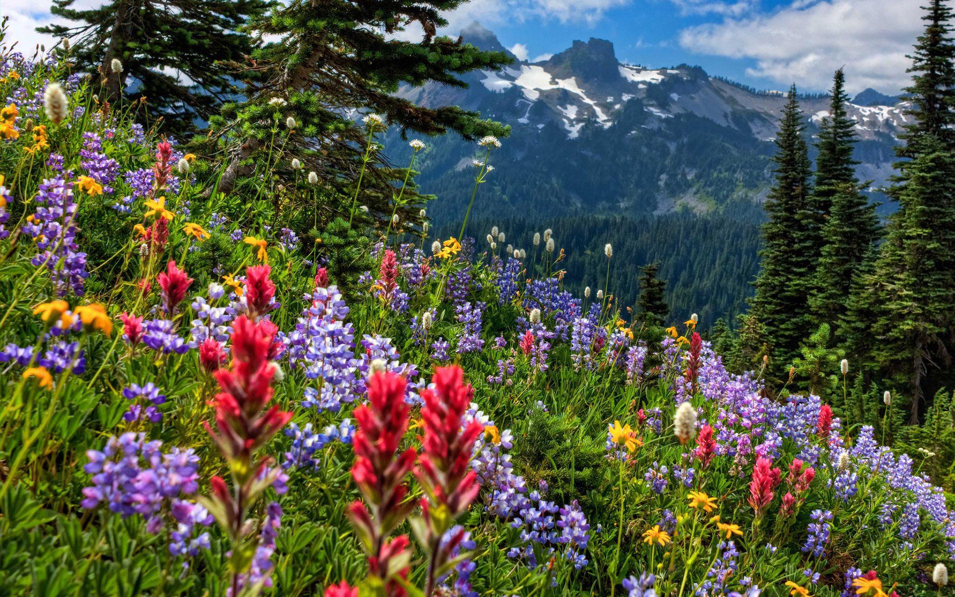 Flowers Mountain Wallpapers - Top Free Flowers Mountain Backgrounds ...