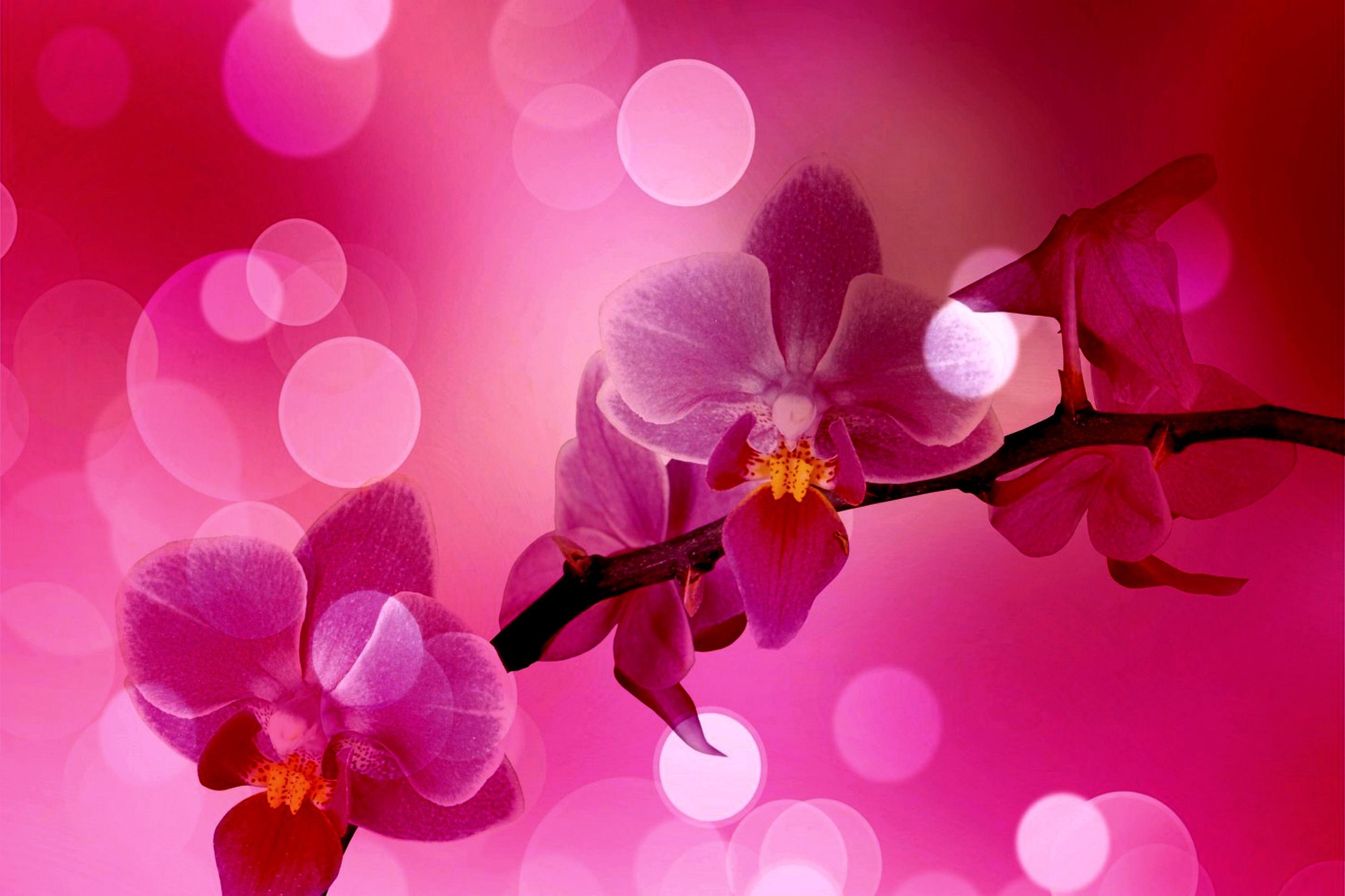 Pink Orchid Wallpapers - Top Free Pink Orchid Backgrounds - WallpaperAccess