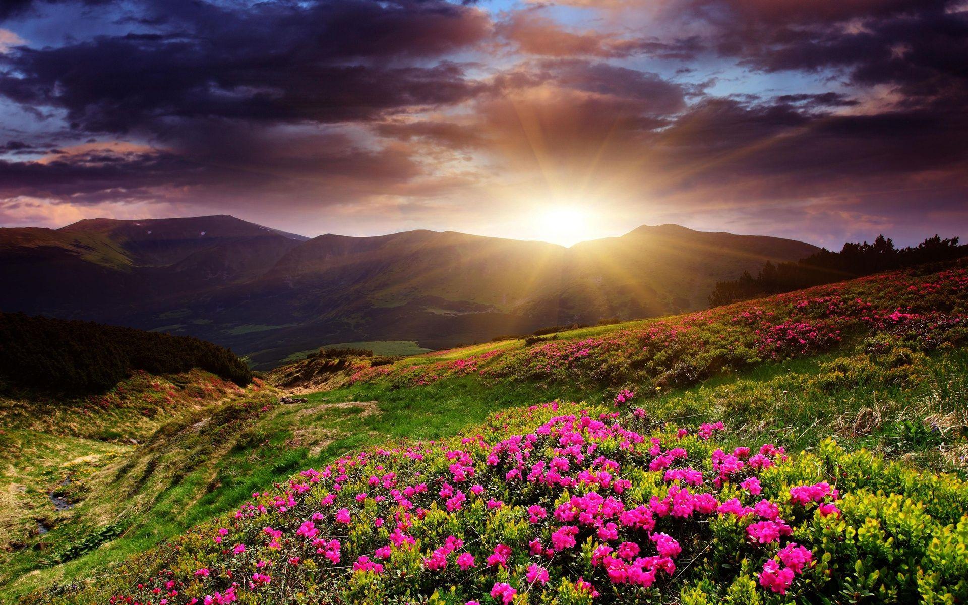 Flowers Mountain Wallpapers - Top Free Flowers Mountain Backgrounds ...