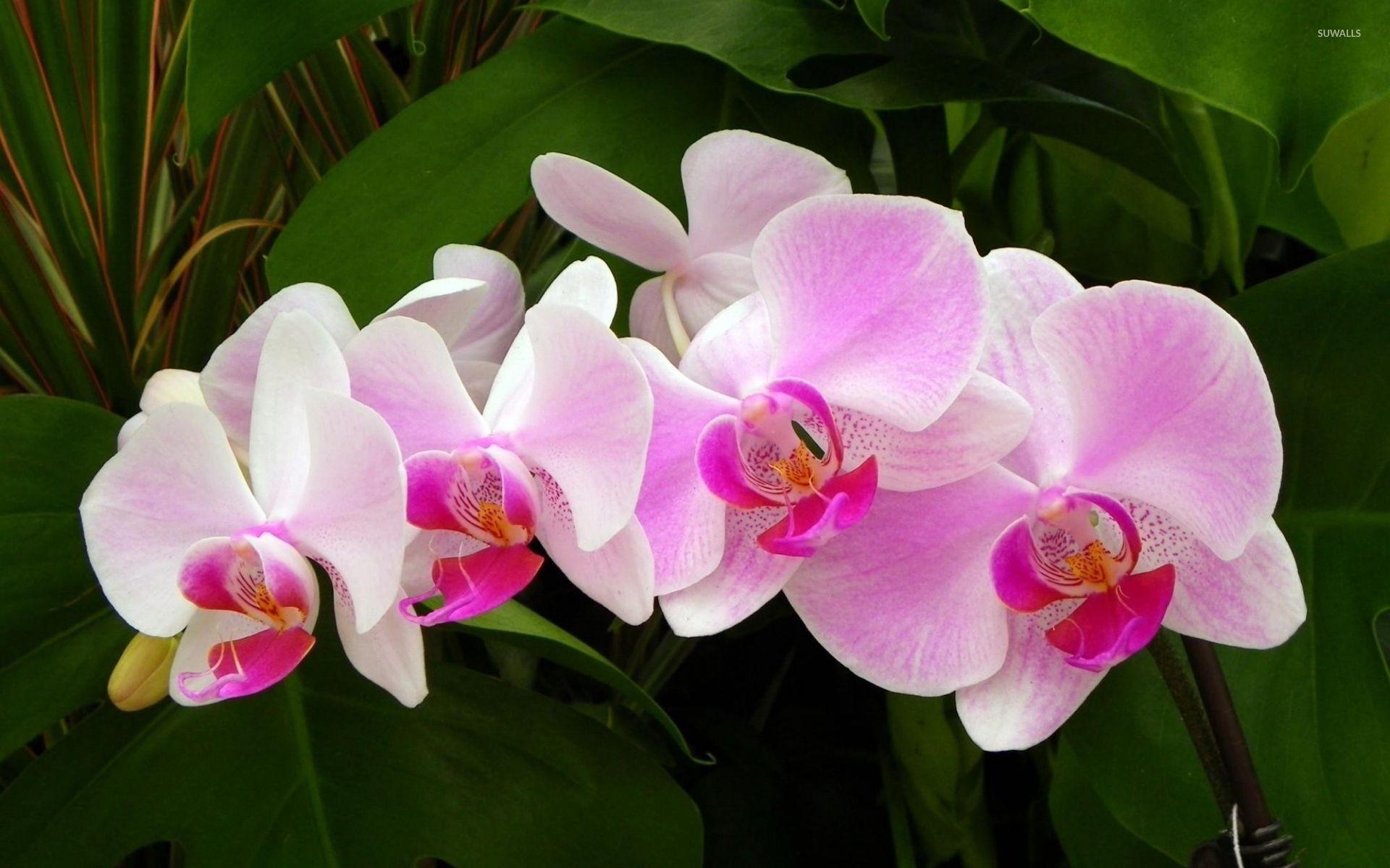 Pink Orchid Wallpapers - Top Free Pink Orchid Backgrounds - WallpaperAccess