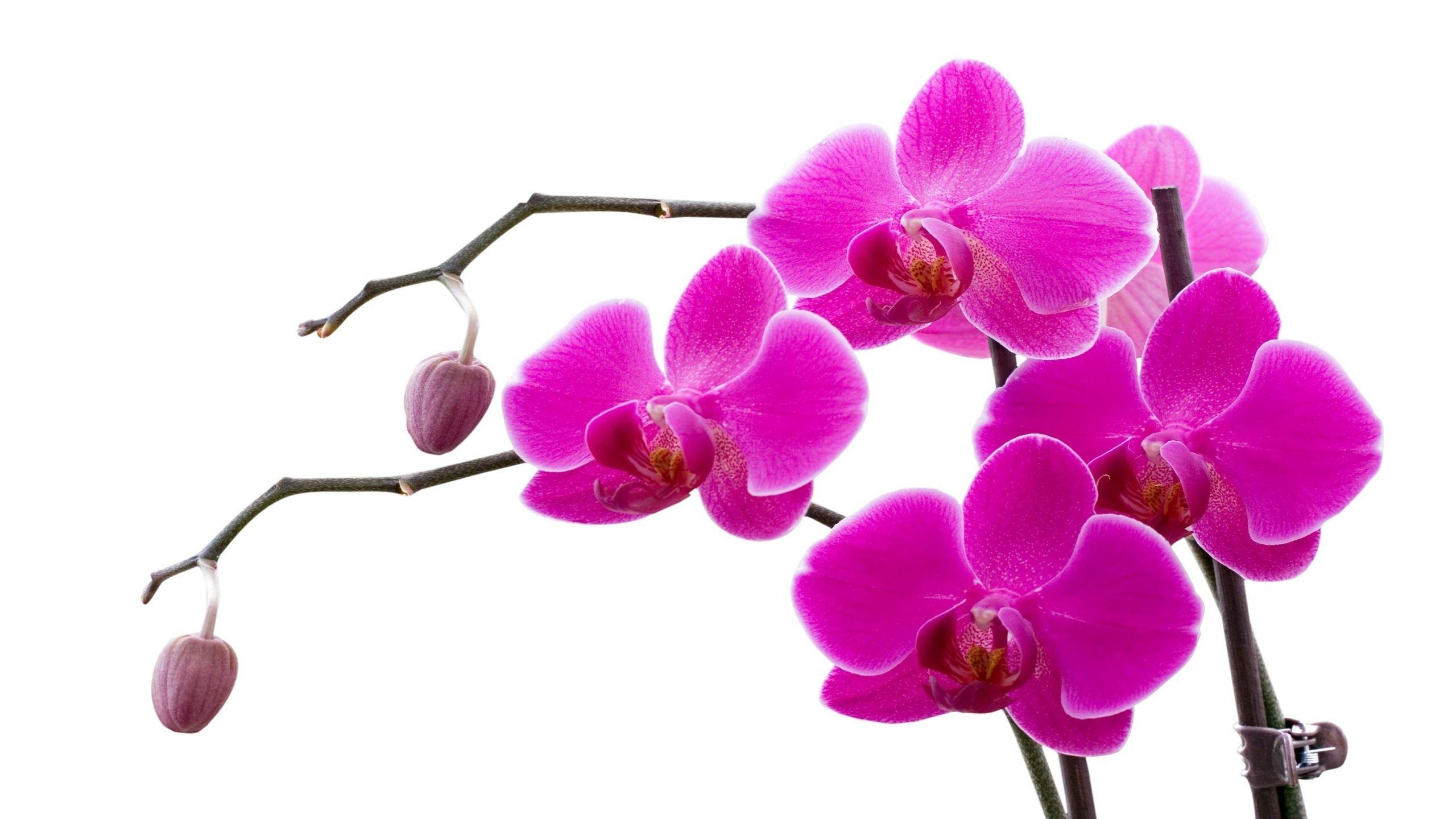 Pink Orchid Wallpapers - Top Free Pink Orchid Backgrounds - WallpaperAccess