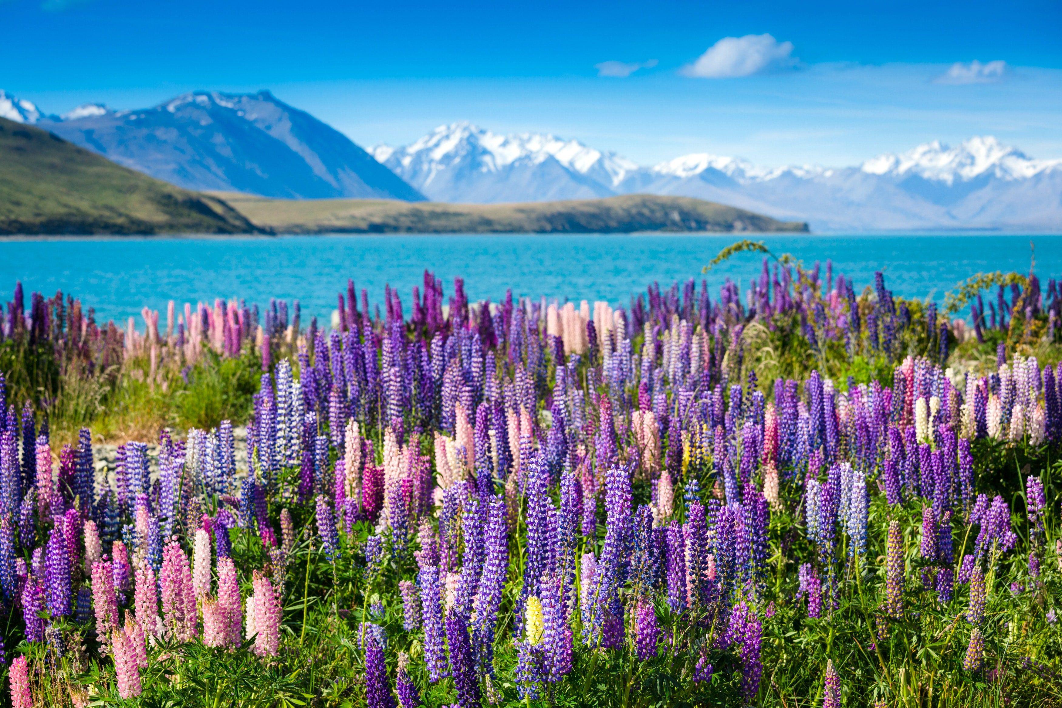Flowers and Lakes Wallpapers - Top Free Flowers and Lakes Backgrounds ...