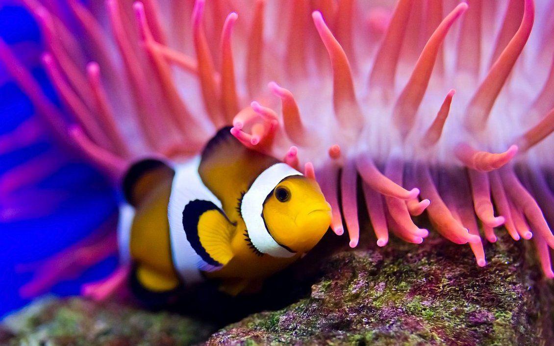 Beautiful Fish Wallpapers - Top Free Beautiful Fish Backgrounds ...