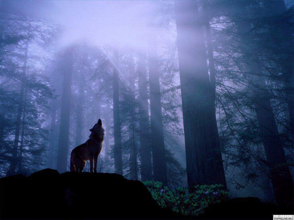 Wolf Night Forest Wallpapers - Top Free Wolf Night Forest Backgrounds ...