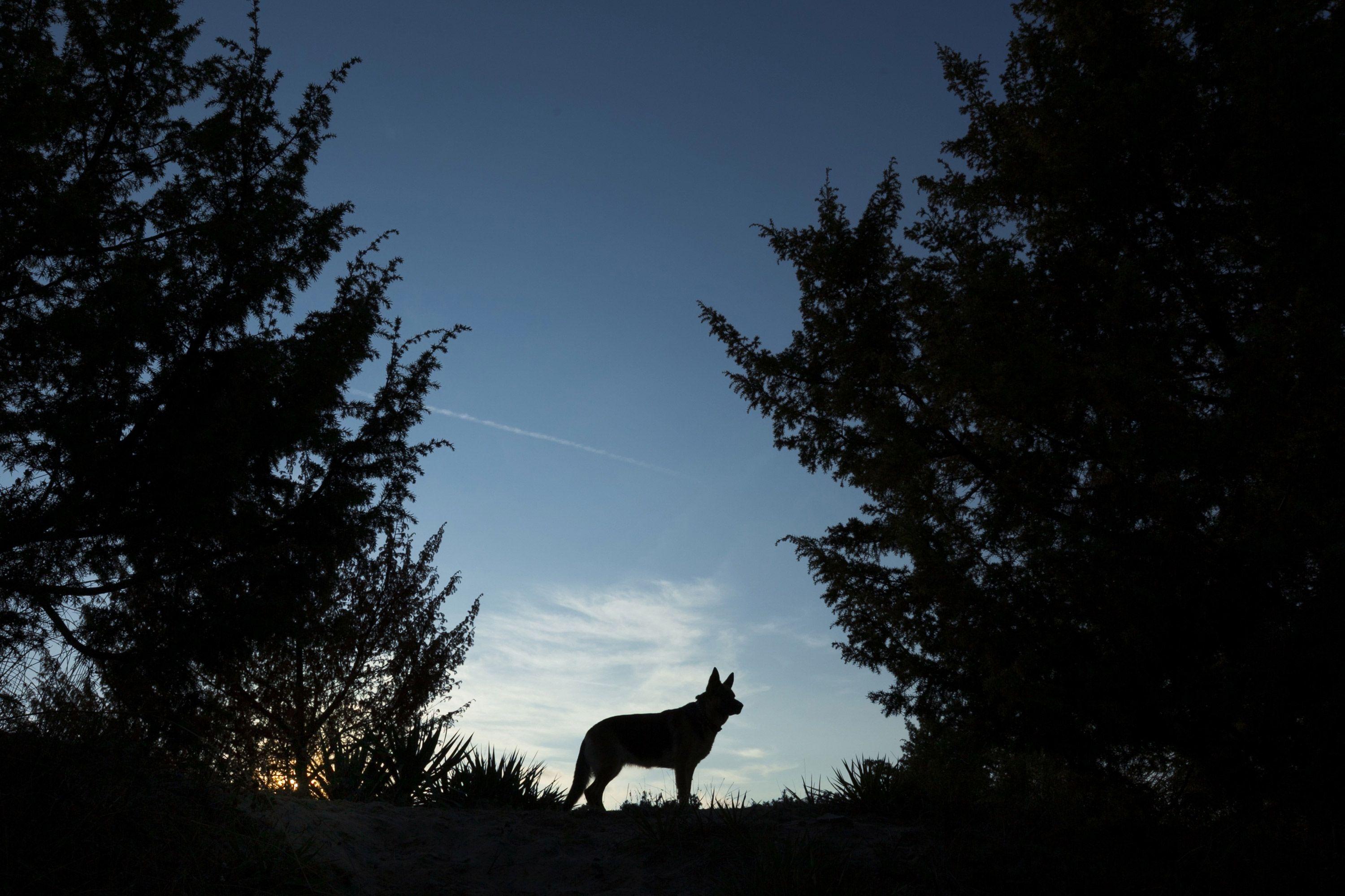 Wolf Night Forest Wallpapers - Top Free Wolf Night Forest Backgrounds ...