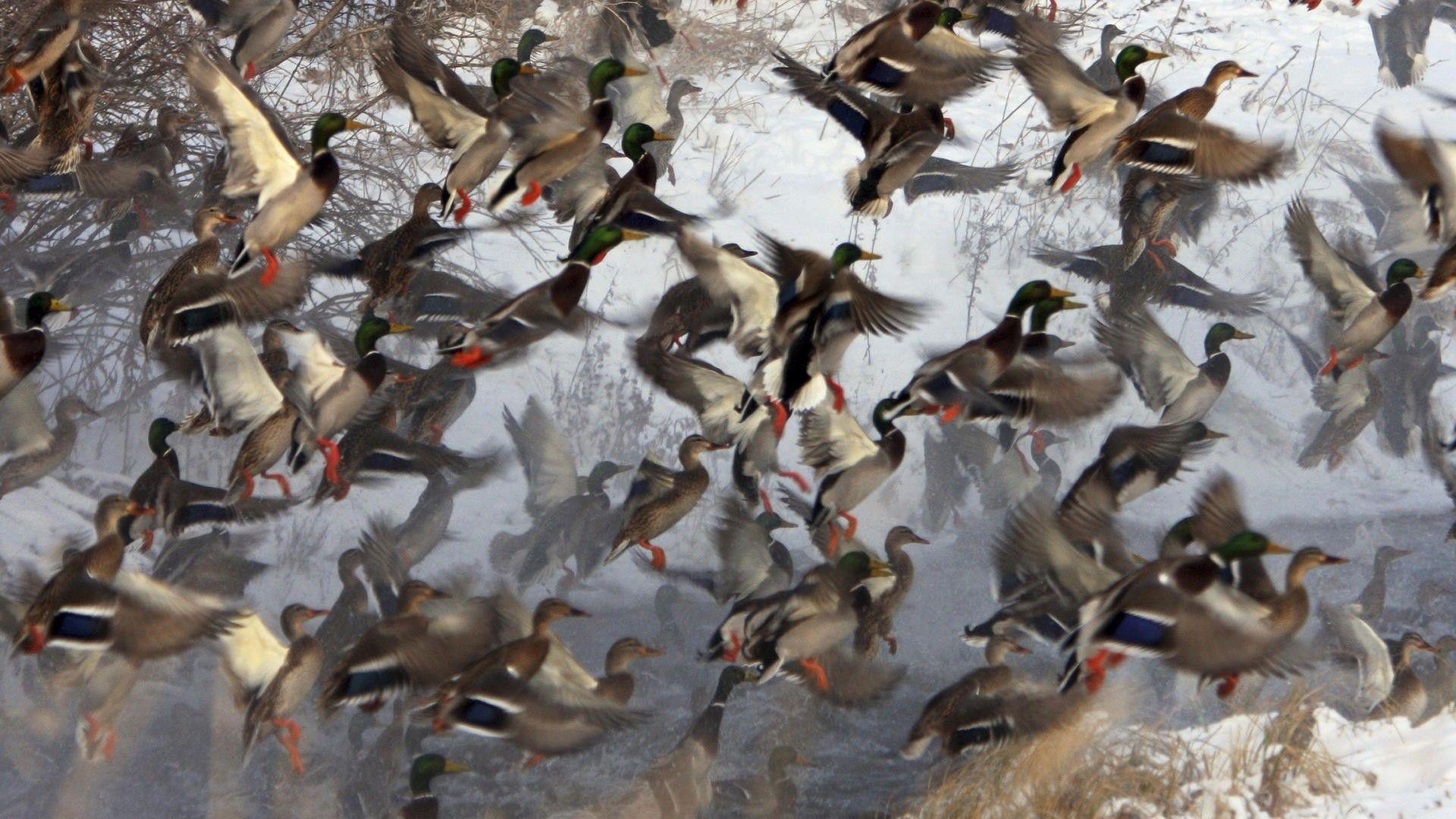 Waterfowl Wallpapers - Top Free Waterfowl Backgrounds - WallpaperAccess