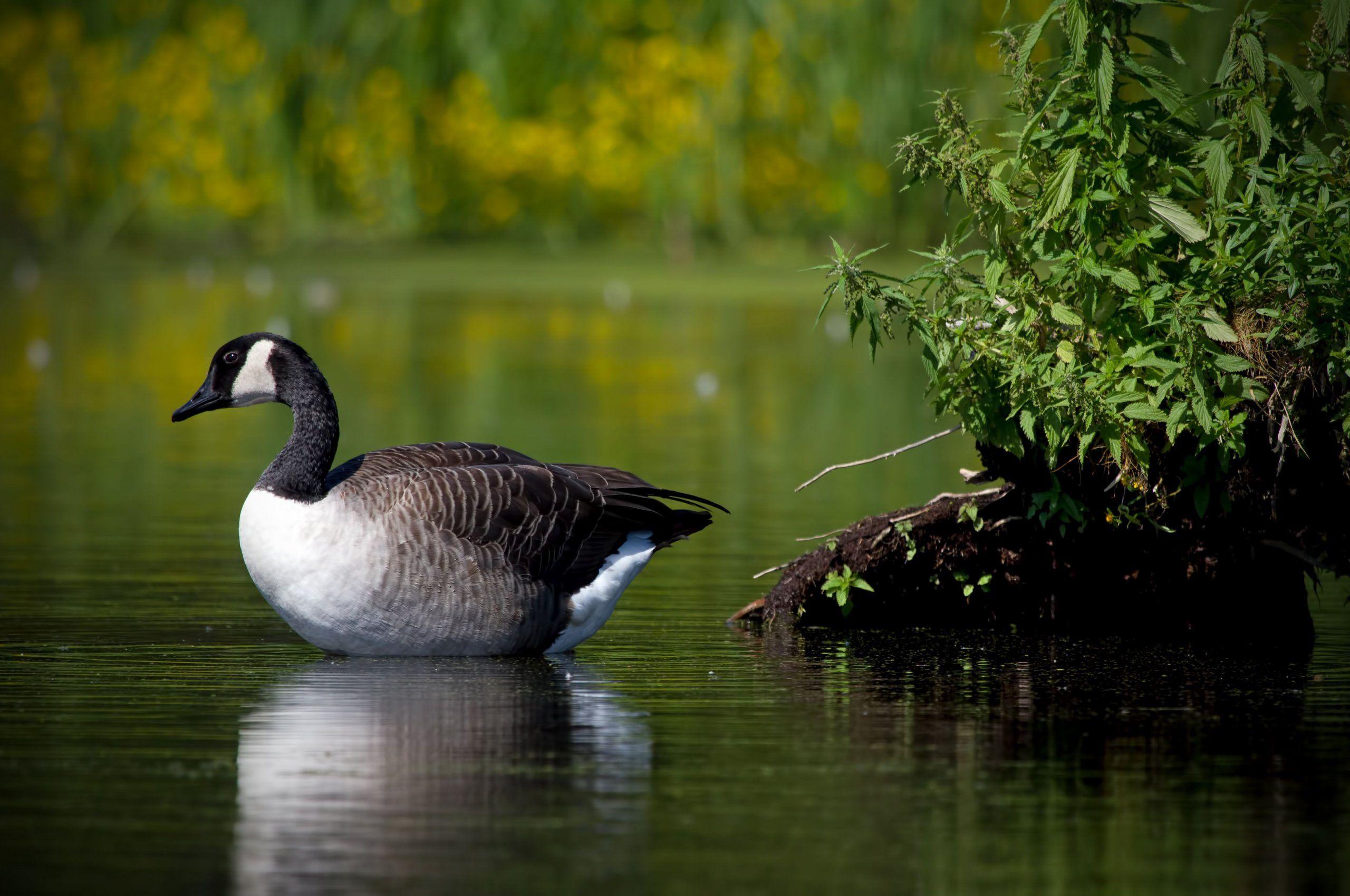 Goose Wallpapers - Top Free Goose Backgrounds - WallpaperAccess