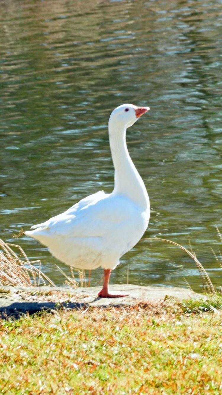 Goose Wallpapers - Top Free Goose Backgrounds - WallpaperAccess