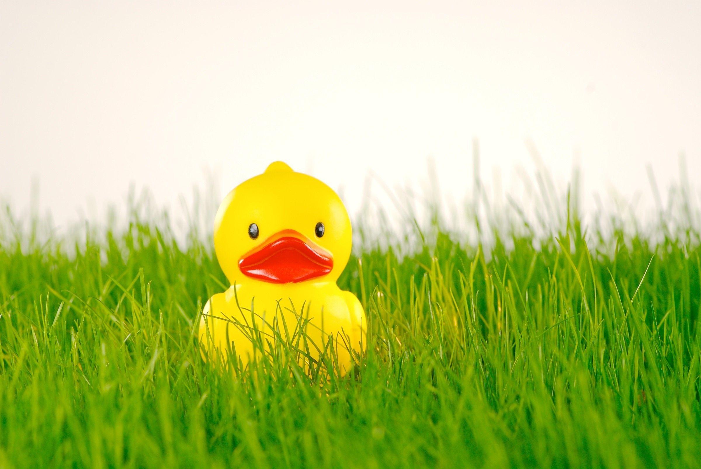 Ducky Wallpapers - Top Free Ducky Backgrounds - WallpaperAccess