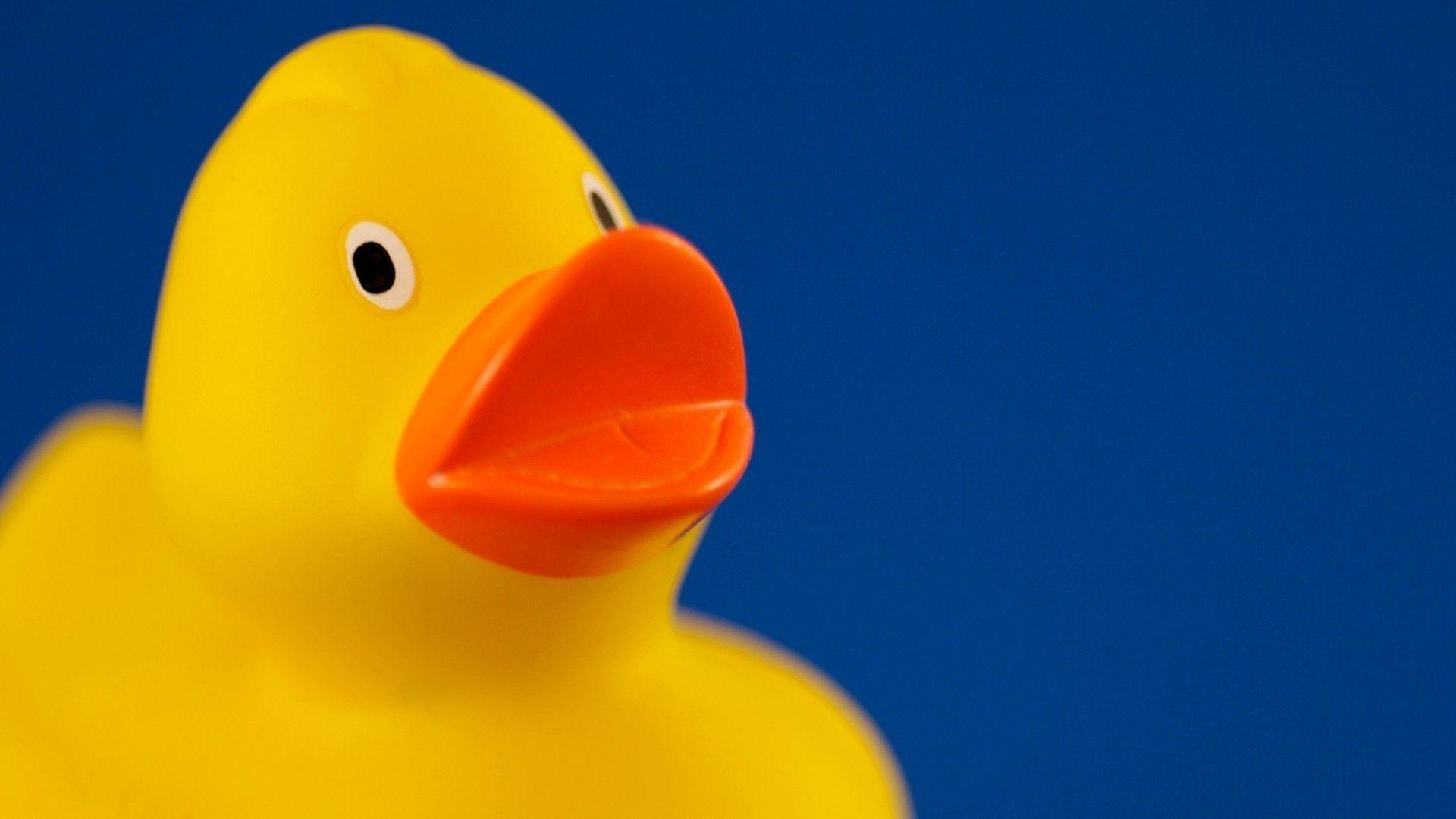 Ducky Wallpapers - Top Free Ducky Backgrounds - WallpaperAccess