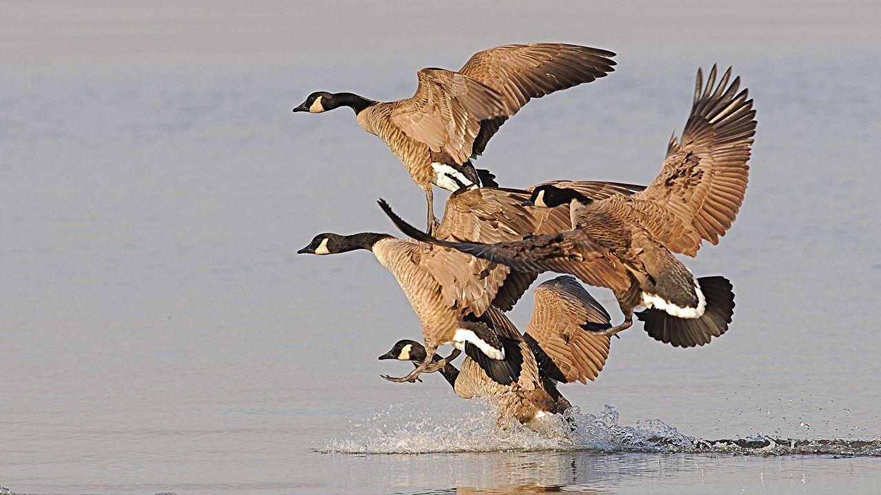 Goose Wallpapers - Top Free Goose Backgrounds - WallpaperAccess