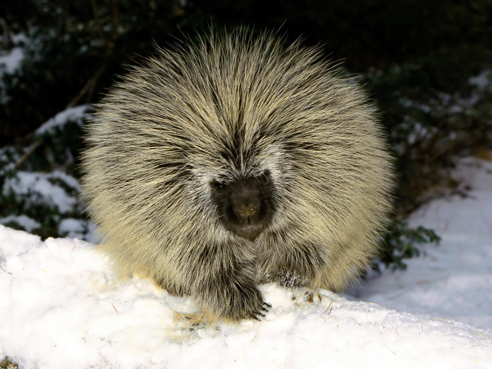 Porcupine Desktop Wallpapers - Top Free Porcupine Desktop Backgrounds ...