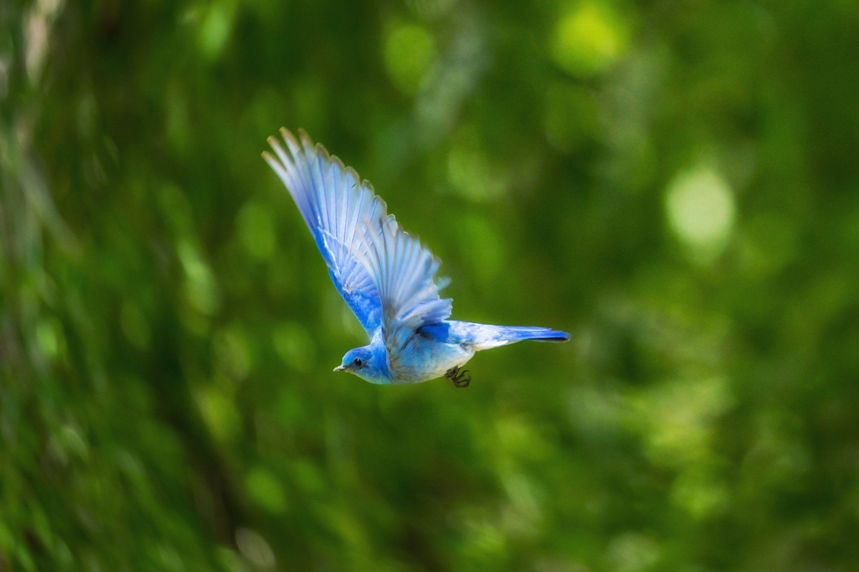 Bird Flying HD Wallpapers - Top Free Bird Flying HD Backgrounds ...