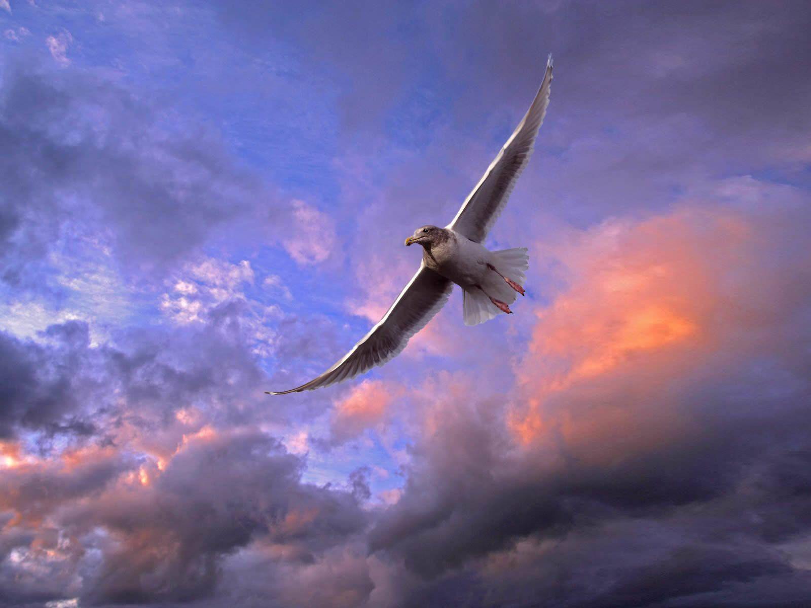 Bird Flying HD Wallpapers - Top Free Bird Flying HD Backgrounds ...