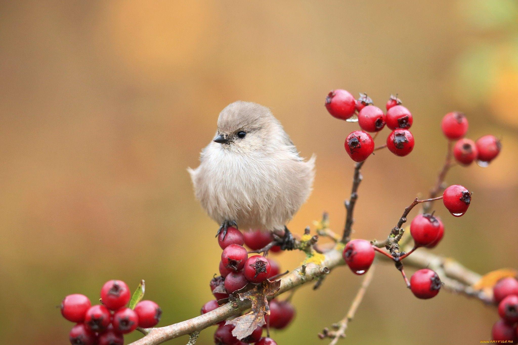 Cute Bird HD Wallpapers - Top Free Cute Bird HD Backgrounds ...