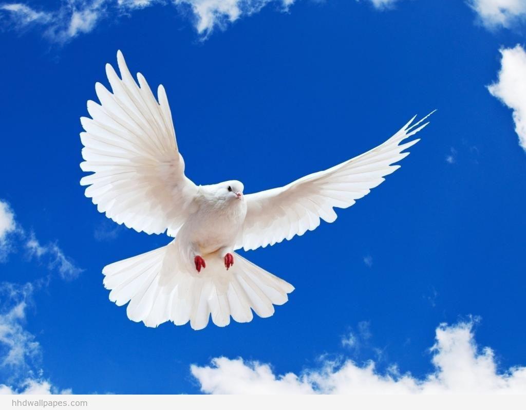 Bird Flying HD Wallpapers - Top Free Bird Flying HD Backgrounds ...