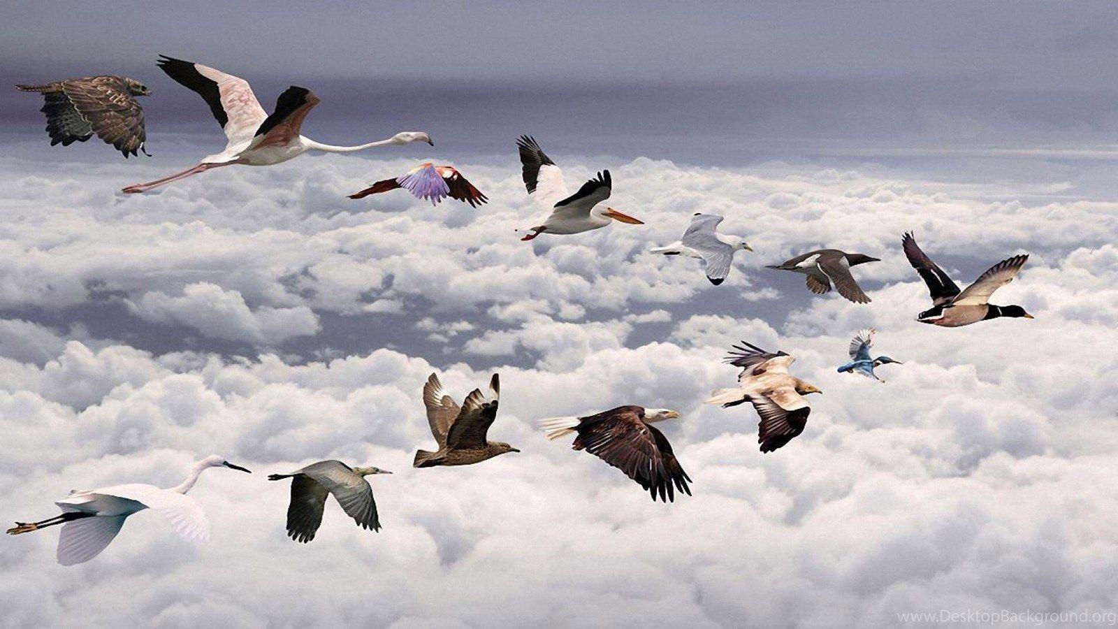 Bird Flying HD Wallpapers - Top Free Bird Flying HD Backgrounds ...