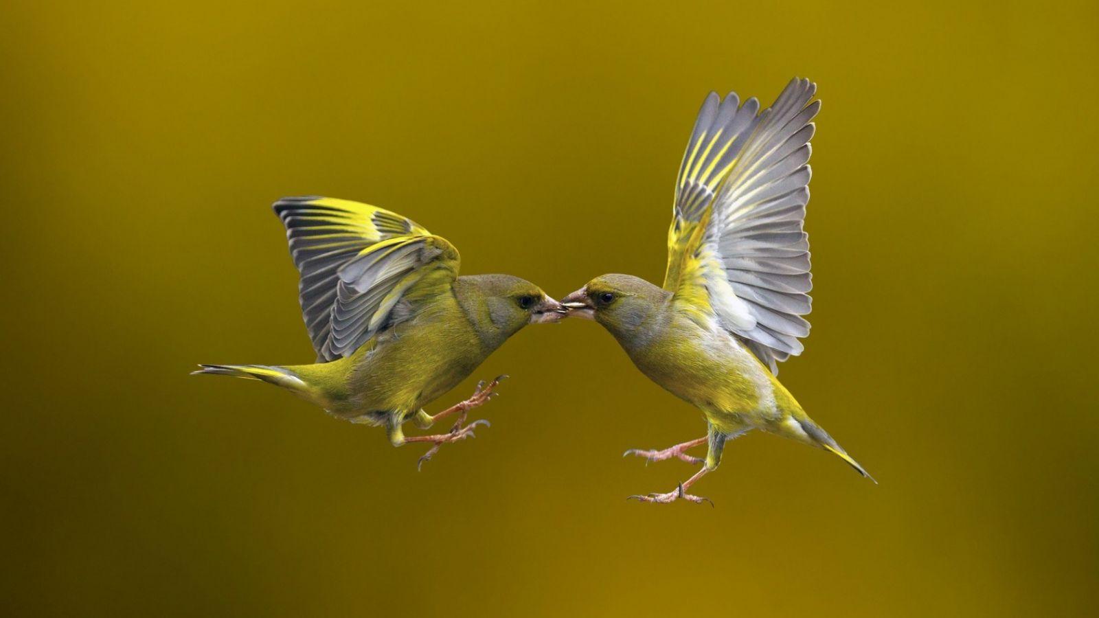 Bird Flying HD Wallpapers - Top Free Bird Flying HD Backgrounds ...