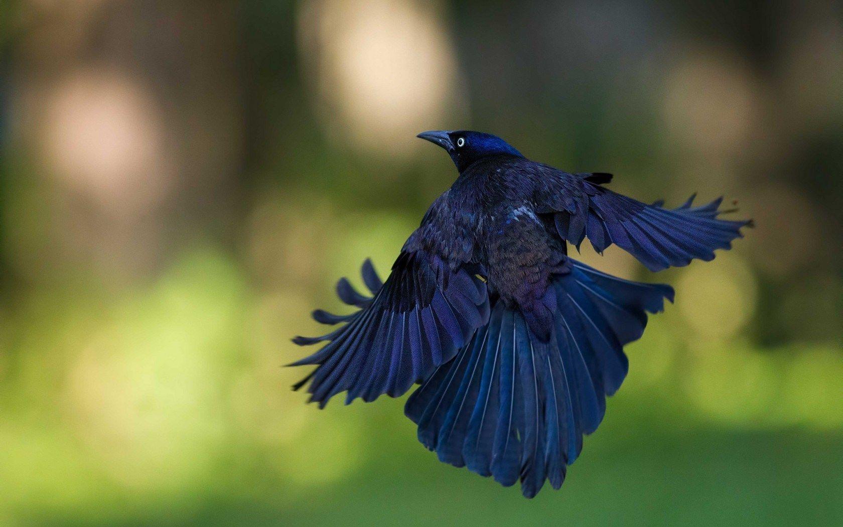 Bird Flying HD Wallpapers - Top Free Bird Flying HD Backgrounds ...