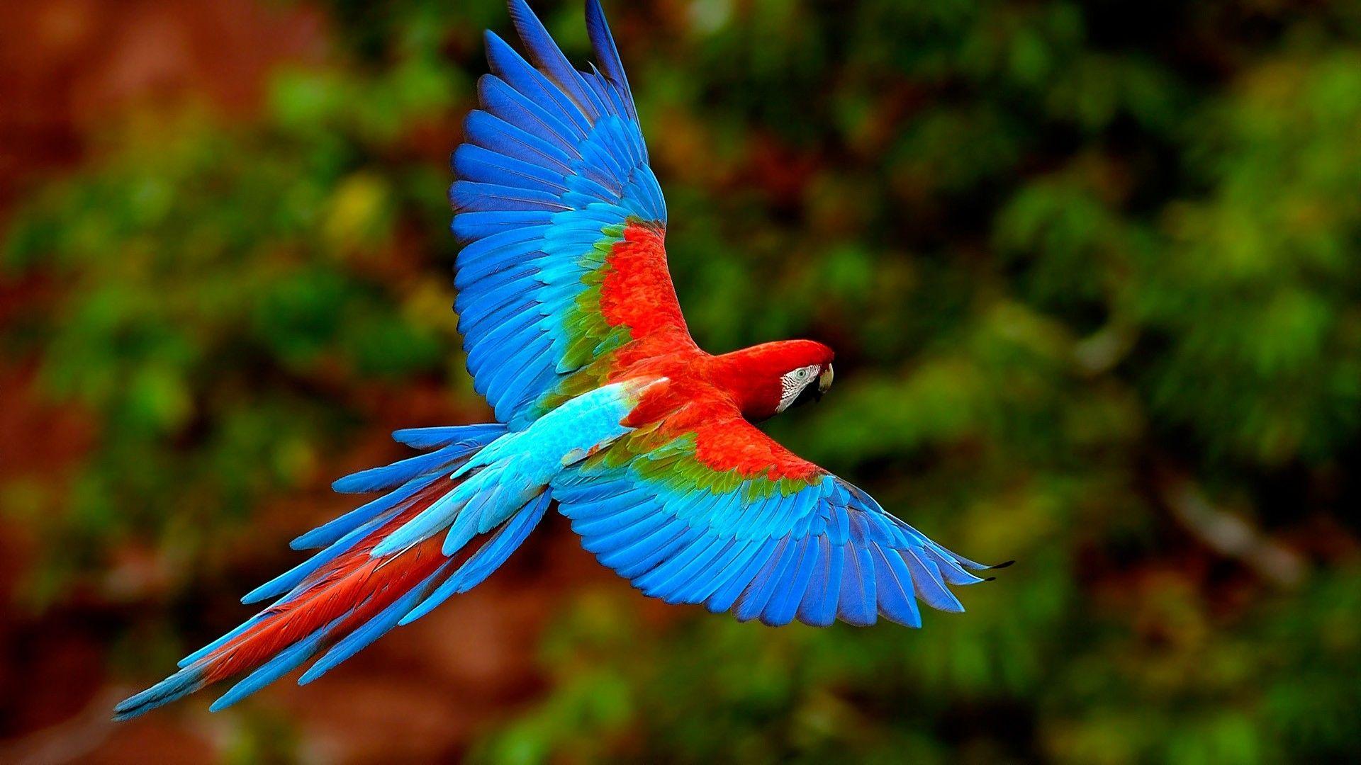 Bird Flying HD Wallpapers - Top Free Bird Flying HD Backgrounds ...