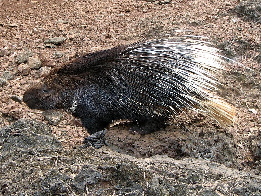 Porcupine Desktop Wallpapers - Top Free Porcupine Desktop Backgrounds ...