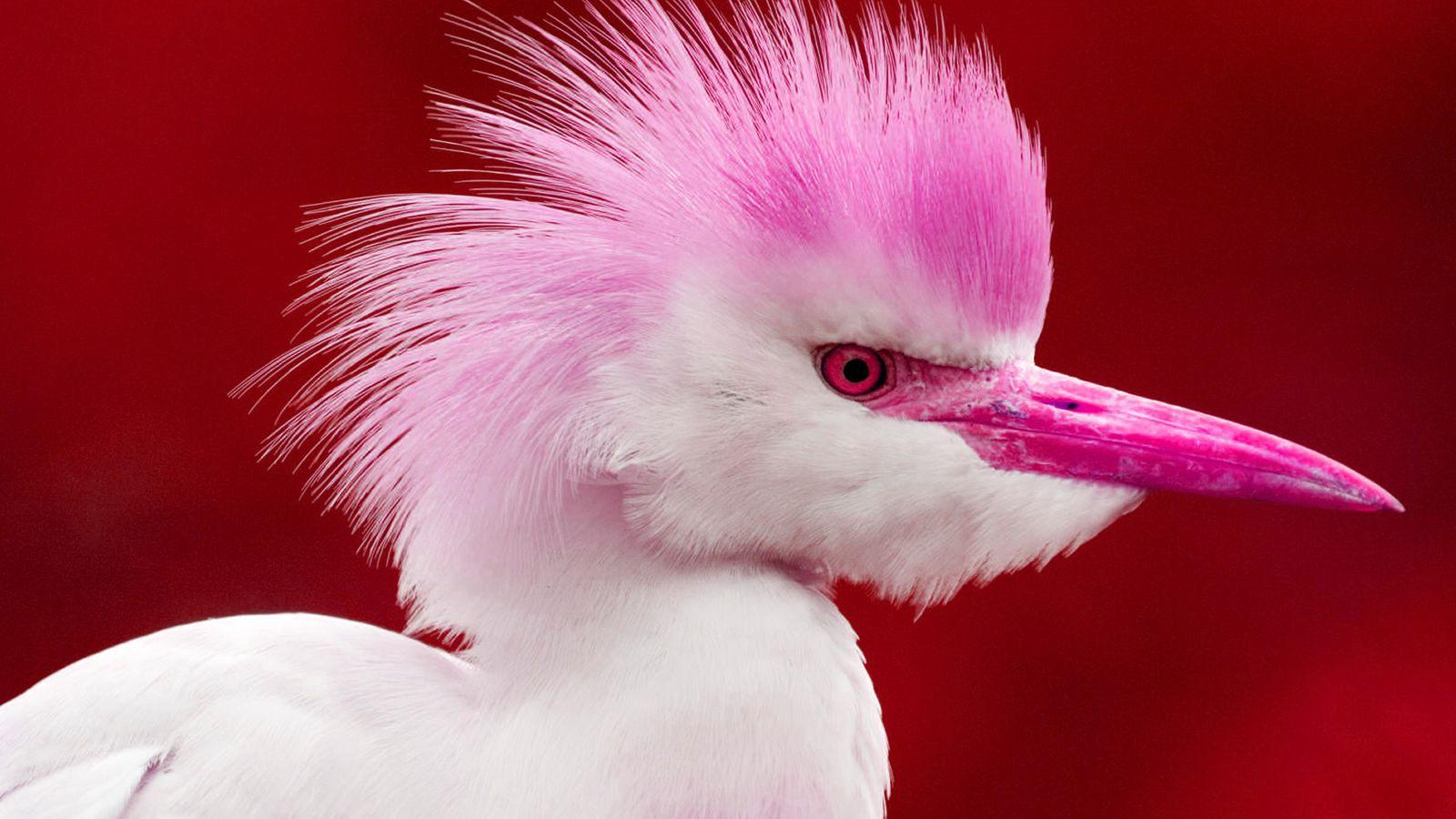 Cute Bird HD Wallpapers - Top Free Cute Bird HD Backgrounds ...