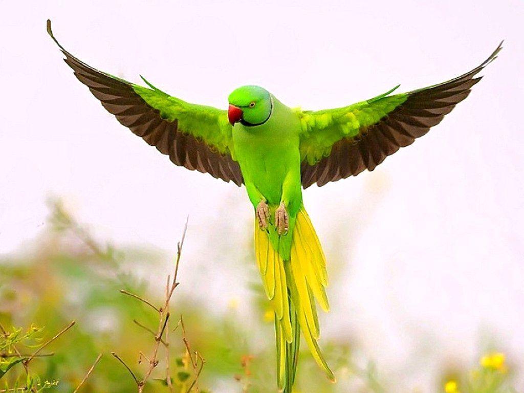 Bird Flying HD Wallpapers - Top Free Bird Flying HD Backgrounds ...