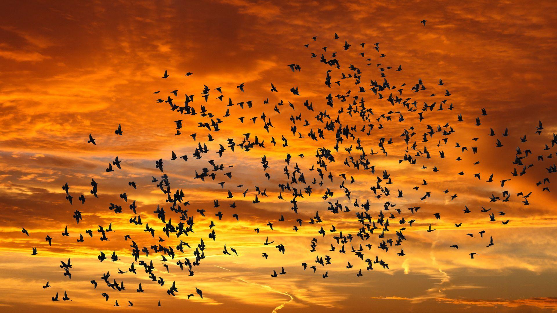 Bird Flying HD Wallpapers - Top Free Bird Flying HD Backgrounds ...