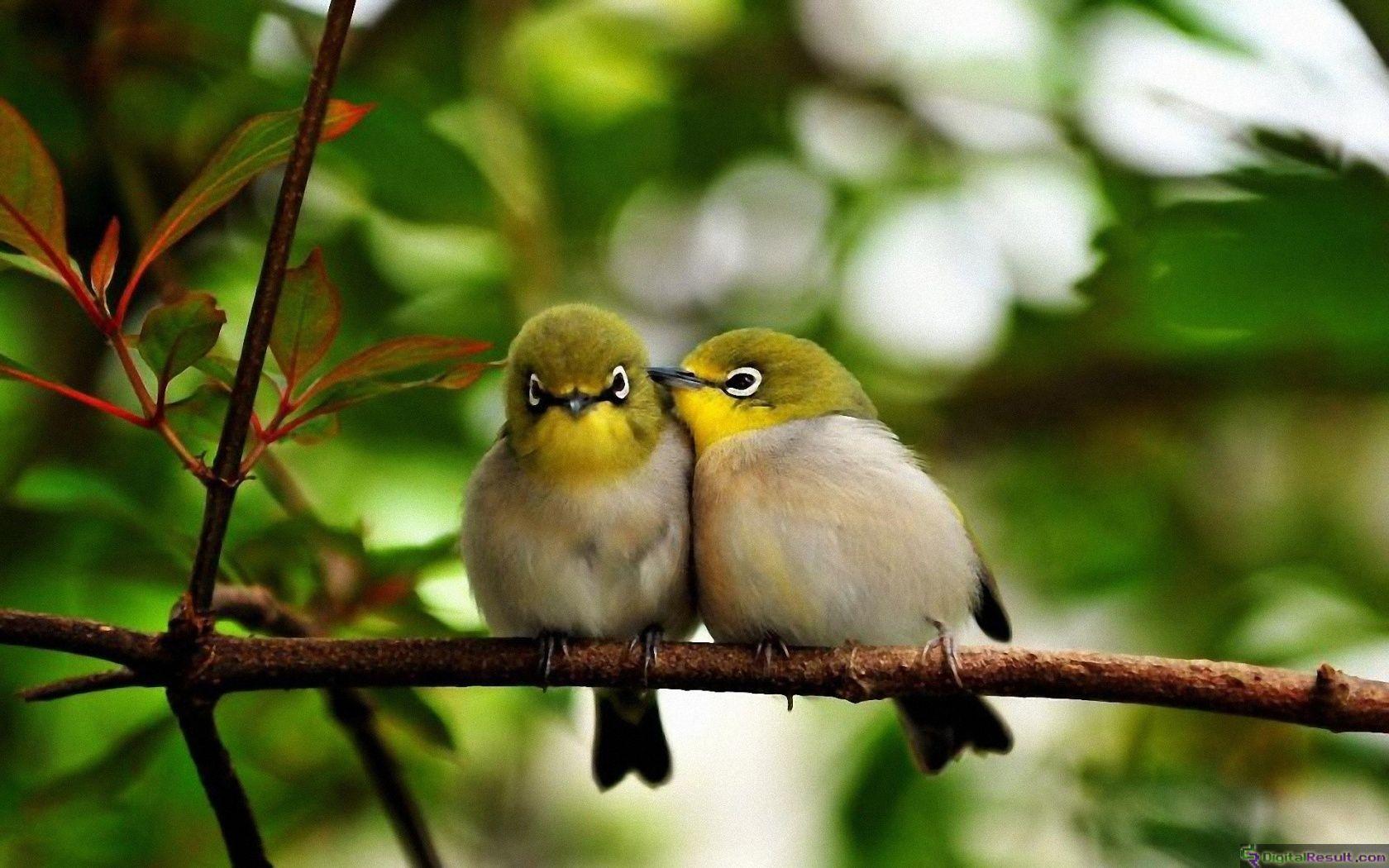 Cute Bird HD Wallpapers - Top Free Cute Bird HD Backgrounds ...