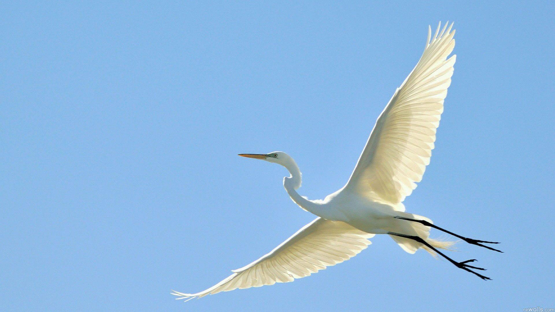 Bird Flying HD Wallpapers - Top Free Bird Flying HD Backgrounds ...