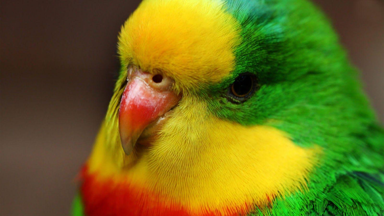 Cute Bird HD Wallpapers - Top Free Cute Bird HD Backgrounds ...