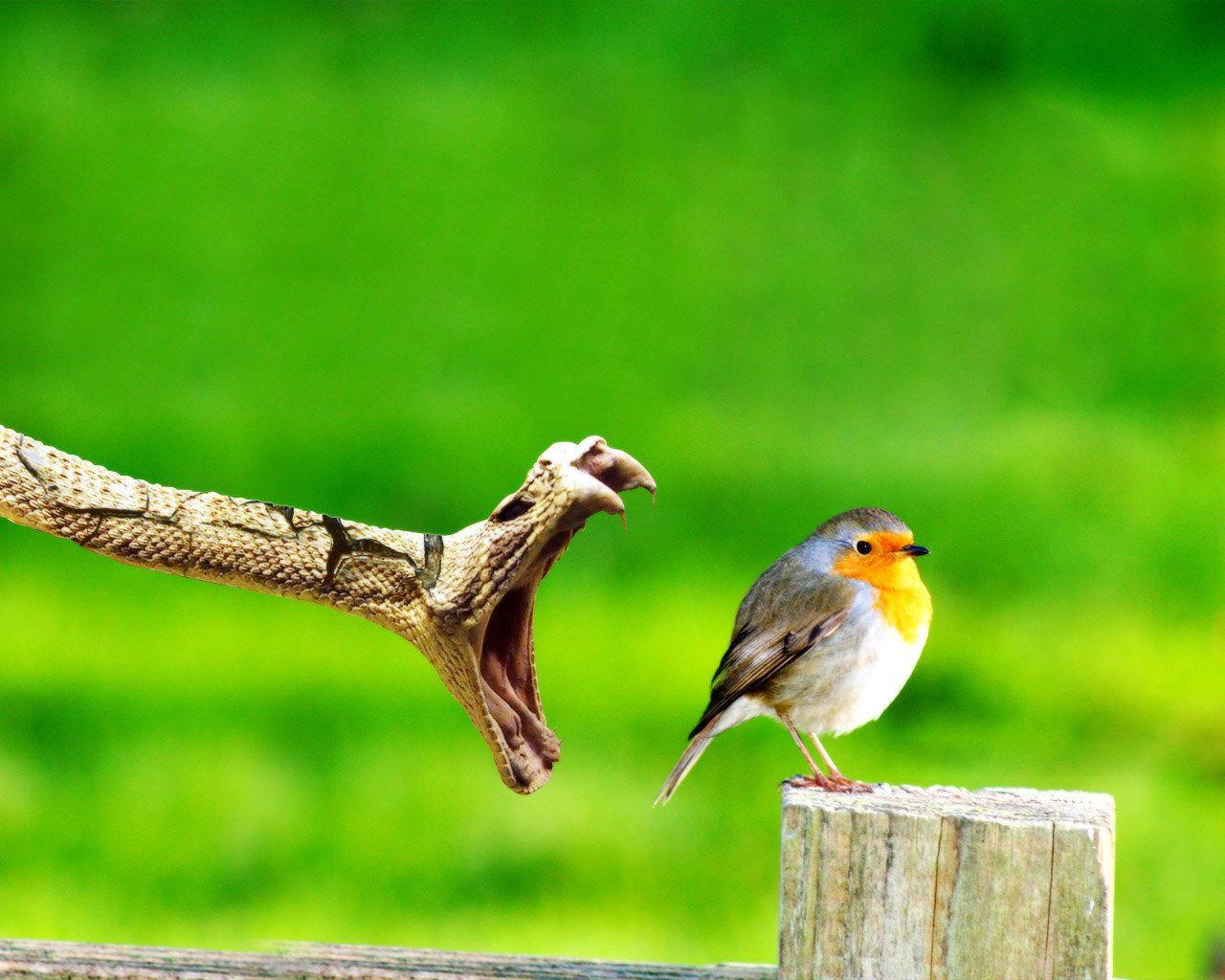 Cute Bird HD Wallpapers - Top Free Cute Bird HD Backgrounds ...